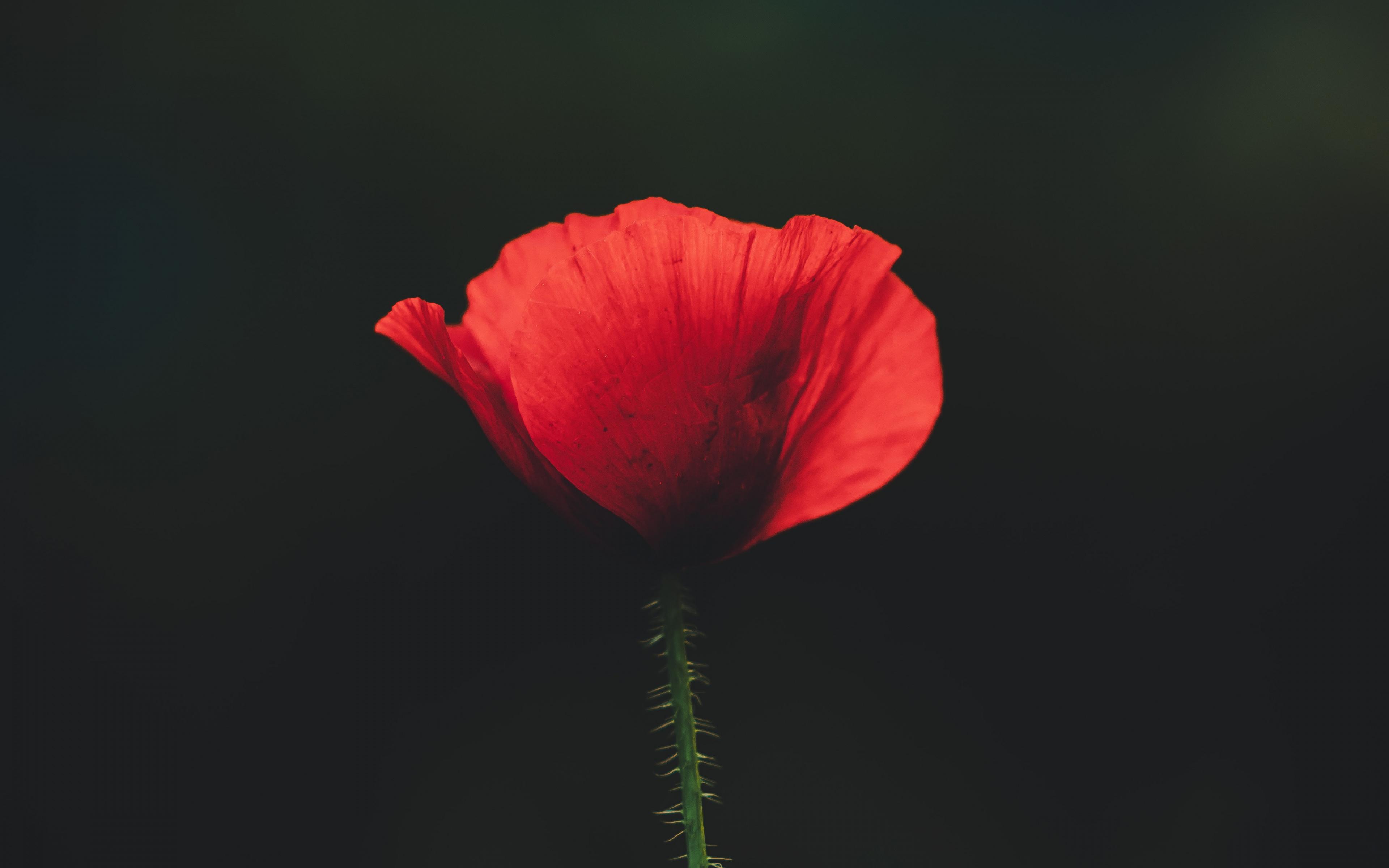 4K Ultra HD Portrait Wallpapers - Top Free 4K Ultra HD Portrait ...