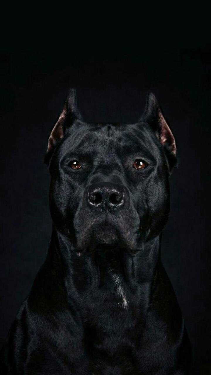 Dangerous Dog Wallpapers - Top Free Dangerous Dog Backgrounds ...