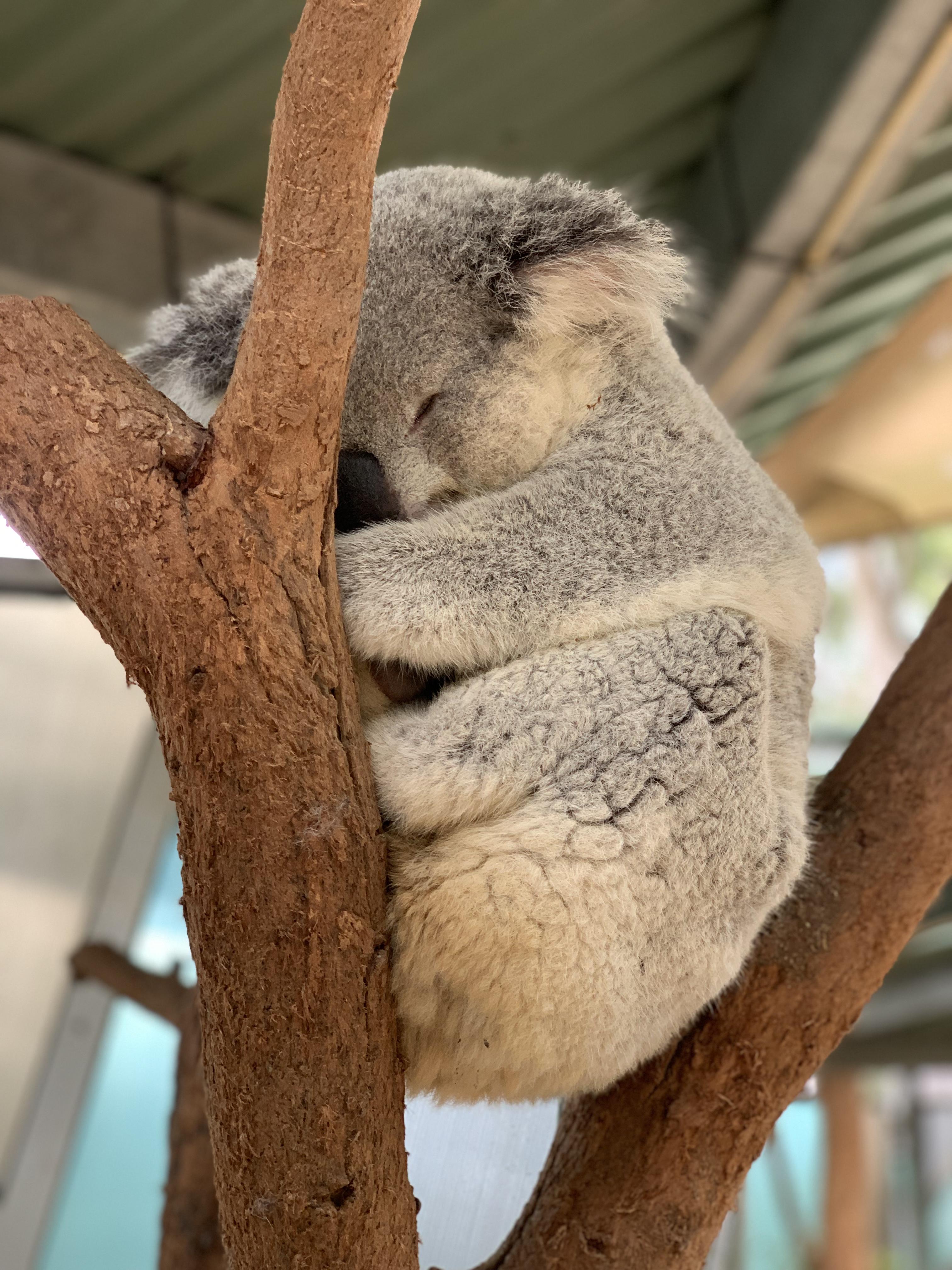 Sleeping Koala Wallpapers - Top Free Sleeping Koala Backgrounds ...