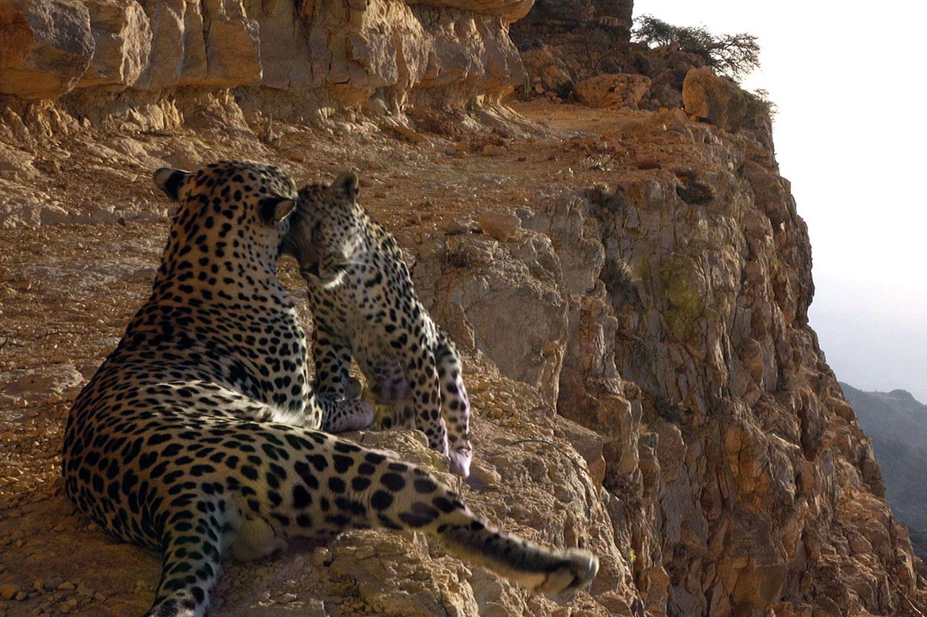 Our Planet Netflix Wallpapers - Top Free Our Planet Netflix Backgrounds ...