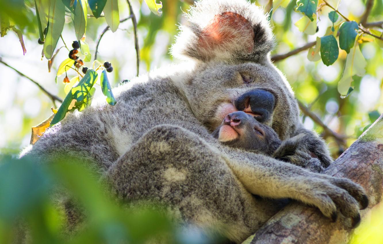 Sleeping Koala Wallpapers - Top Free Sleeping Koala Backgrounds ...