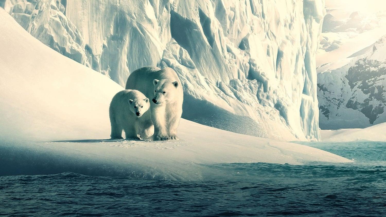 Our Planet Netflix Wallpapers - Top Free Our Planet Netflix Backgrounds ...