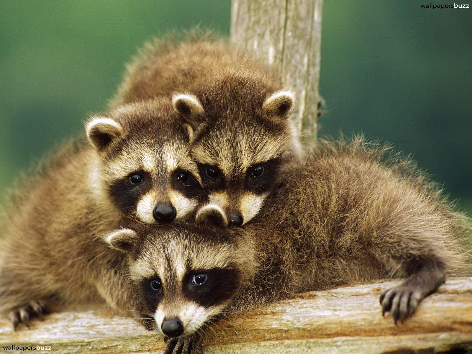 Baby Raccoon Wallpapers - Top Free Baby Raccoon Backgrounds ...