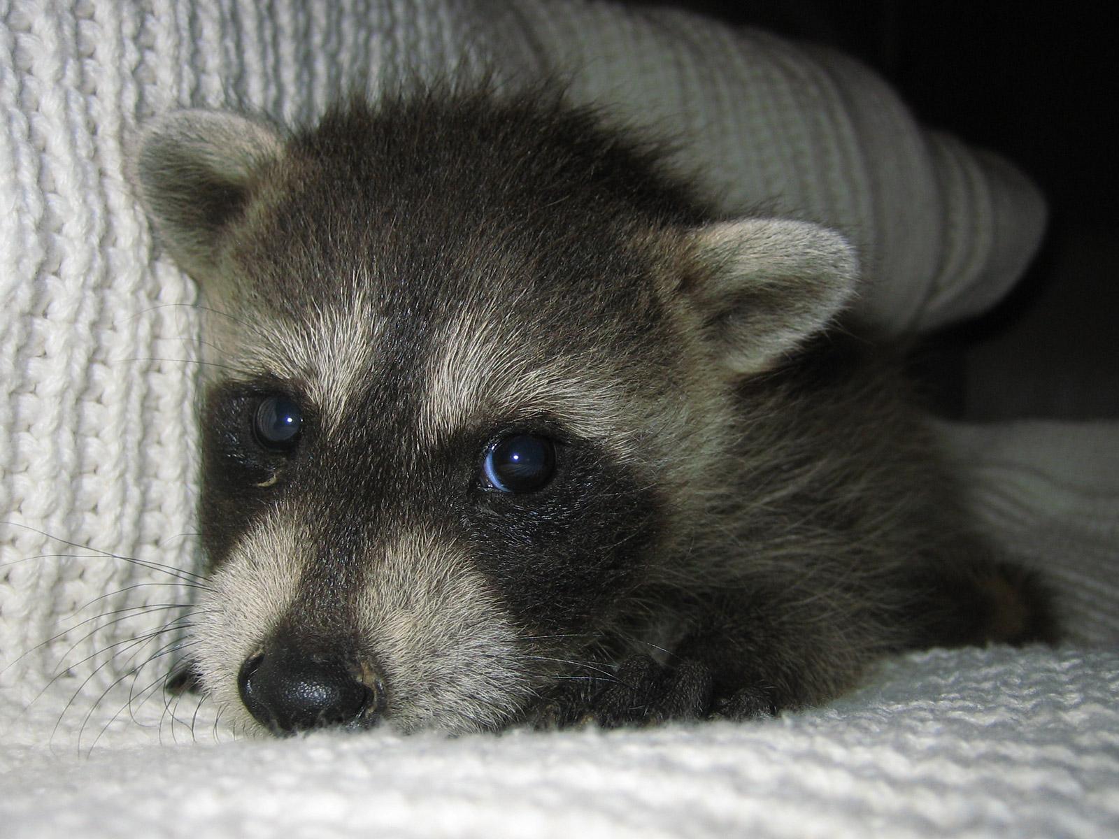 Baby Raccoon Wallpapers - Top Free Baby Raccoon Backgrounds ...