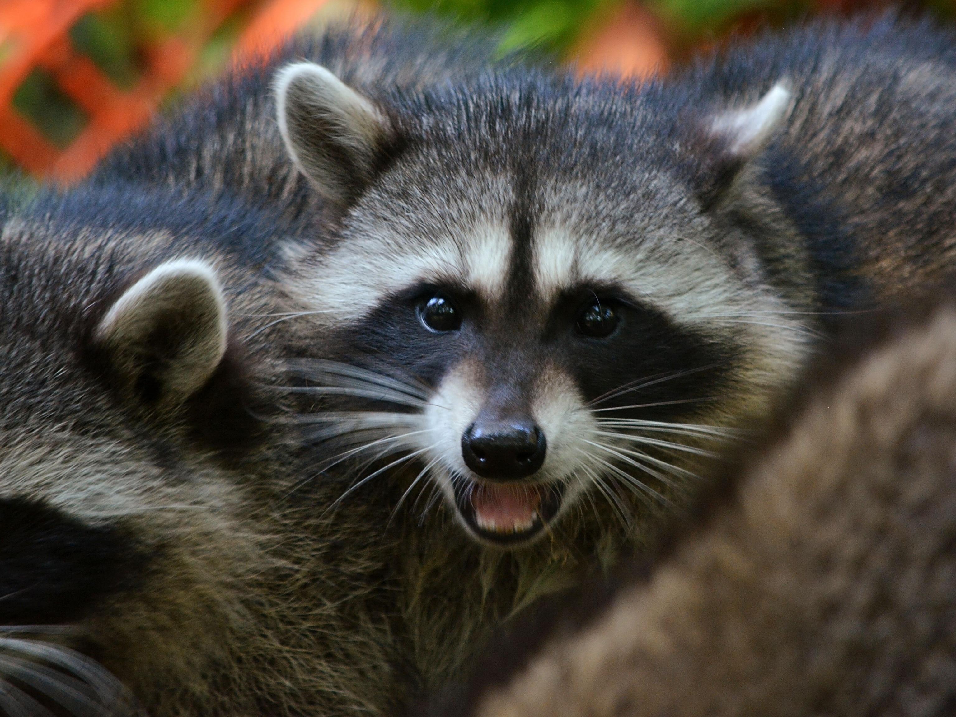 Baby Raccoon Wallpapers - Top Free Baby Raccoon Backgrounds ...