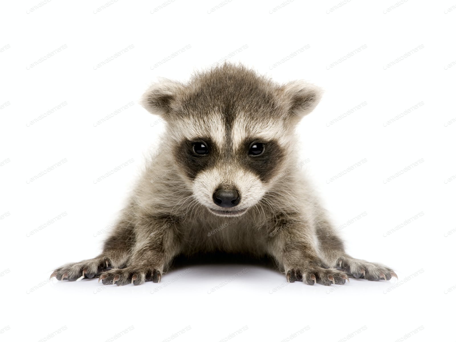 Baby Raccoon Wallpapers - Top Free Baby Raccoon Backgrounds ...