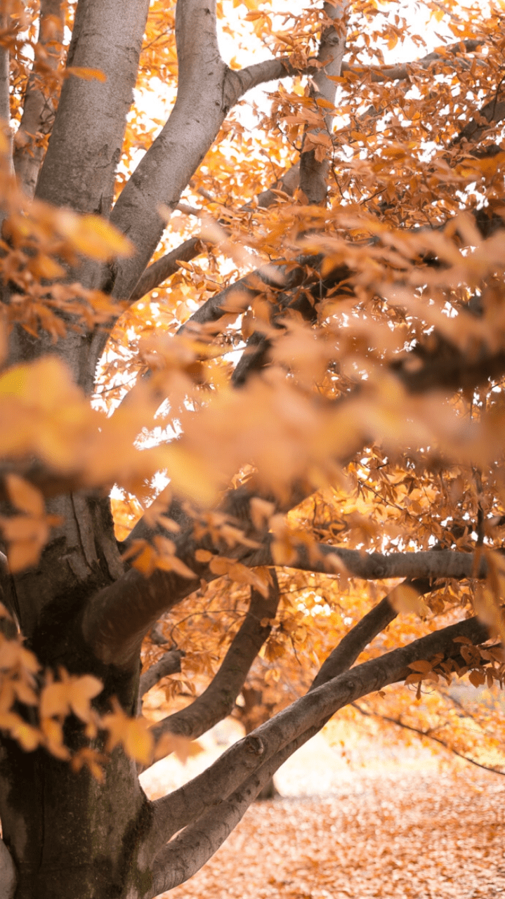 Pennsylvania Fall Wallpapers - Top Free Pennsylvania Fall Backgrounds ...