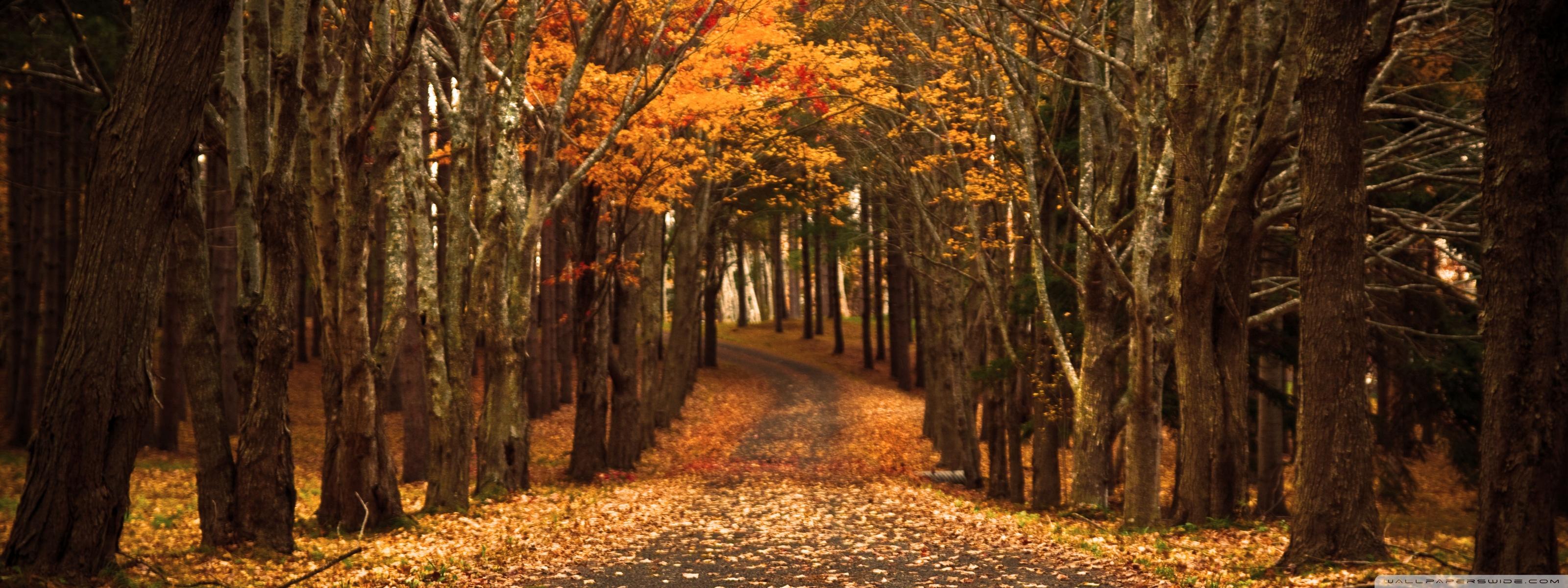 Fall Panoramic Wallpapers - Top Free Fall Panoramic Backgrounds ...