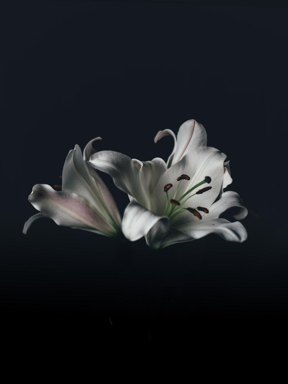 Lilies Flowers Wallpapers - Top Free Lilies Flowers Backgrounds ...