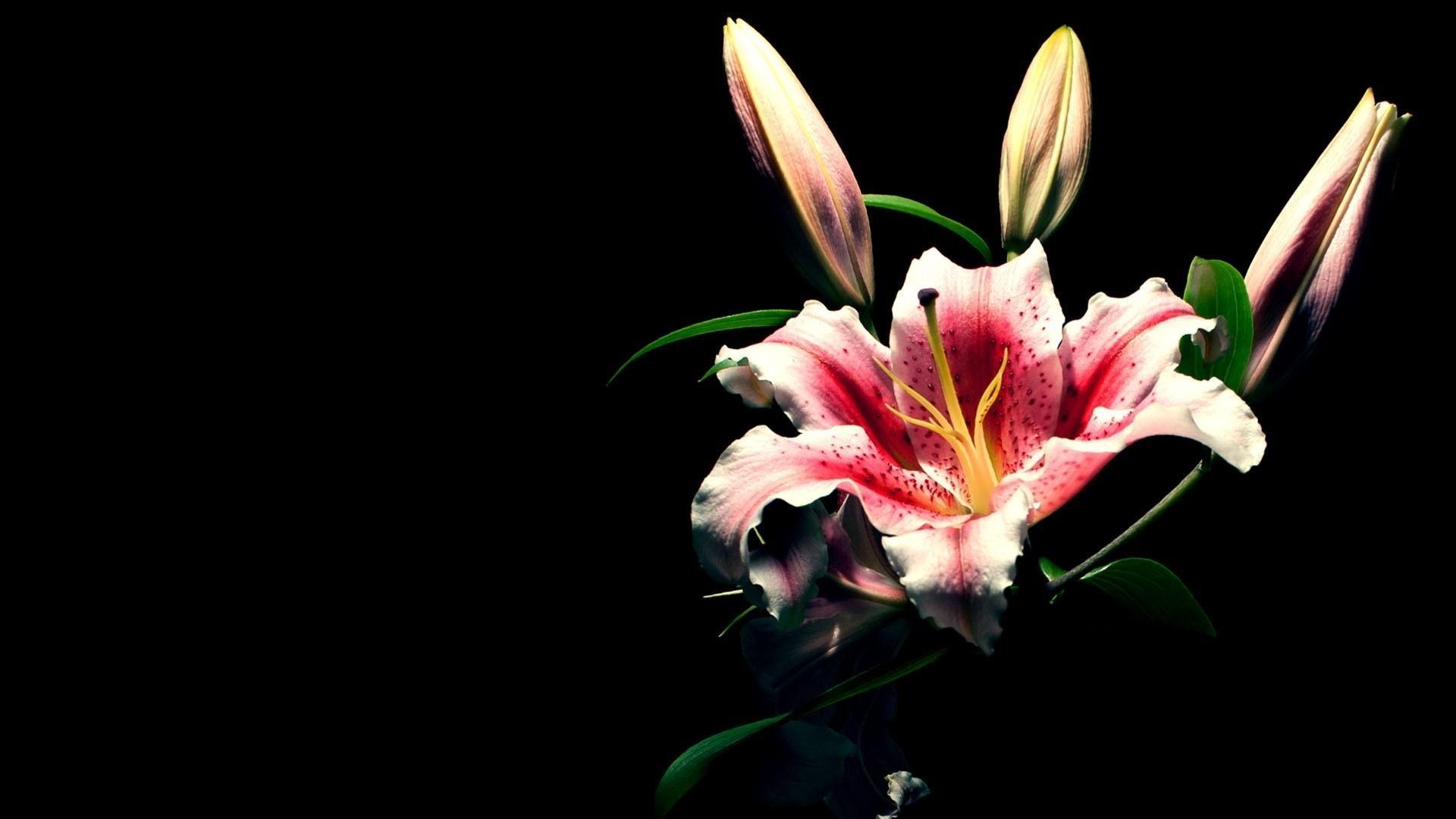 Lilies Flowers Wallpapers - Top Free Lilies Flowers Backgrounds ...