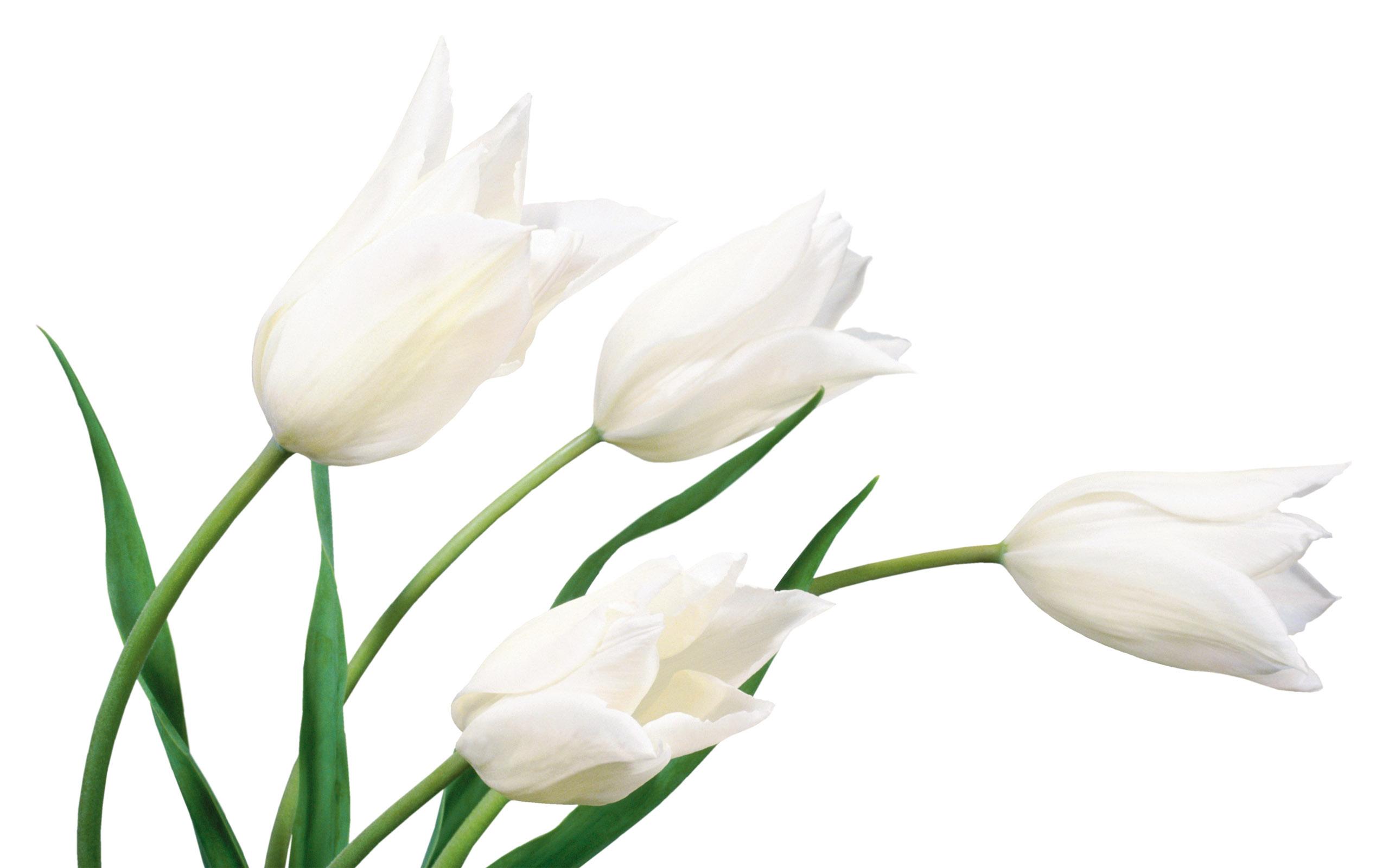 White Tulips Desktop Wallpapers - Top Free White Tulips Desktop ...