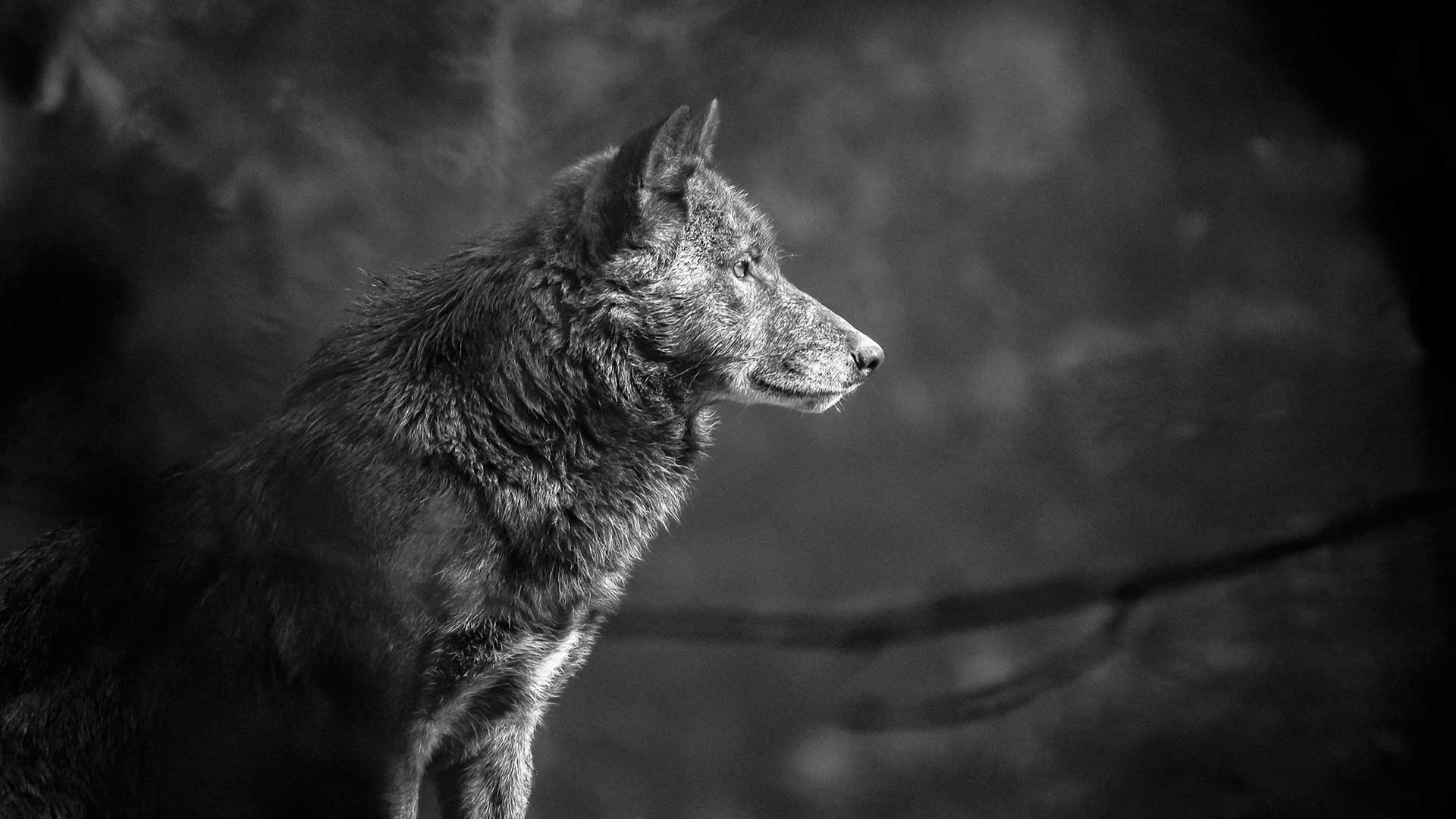 Ultra HD Wolf Wallpapers - Top Free Ultra HD Wolf Backgrounds ...
