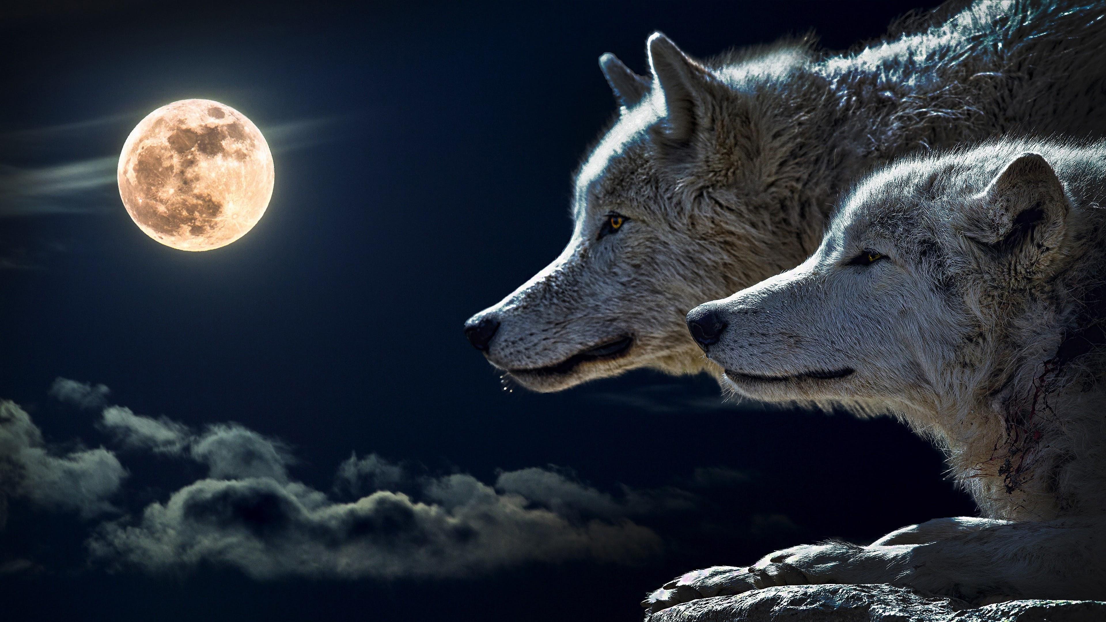 Ultra HD Wolf Wallpapers - Top Free Ultra HD Wolf Backgrounds ...
