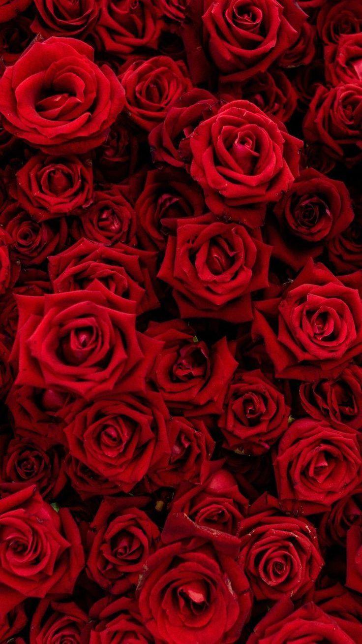 Red Rose Bouquet Wallpapers - Top Free Red Rose Bouquet Backgrounds ...