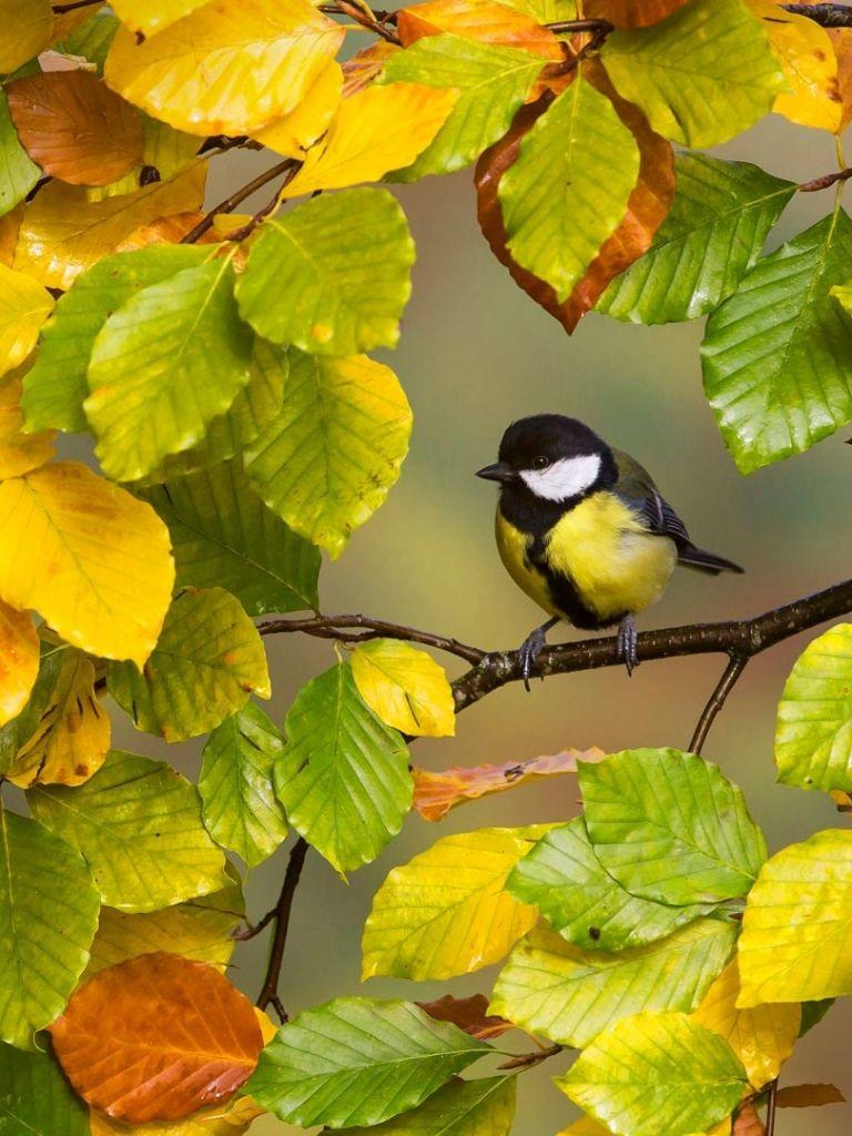 Birds Mobile Wallpapers - Top Free Birds Mobile Backgrounds ...