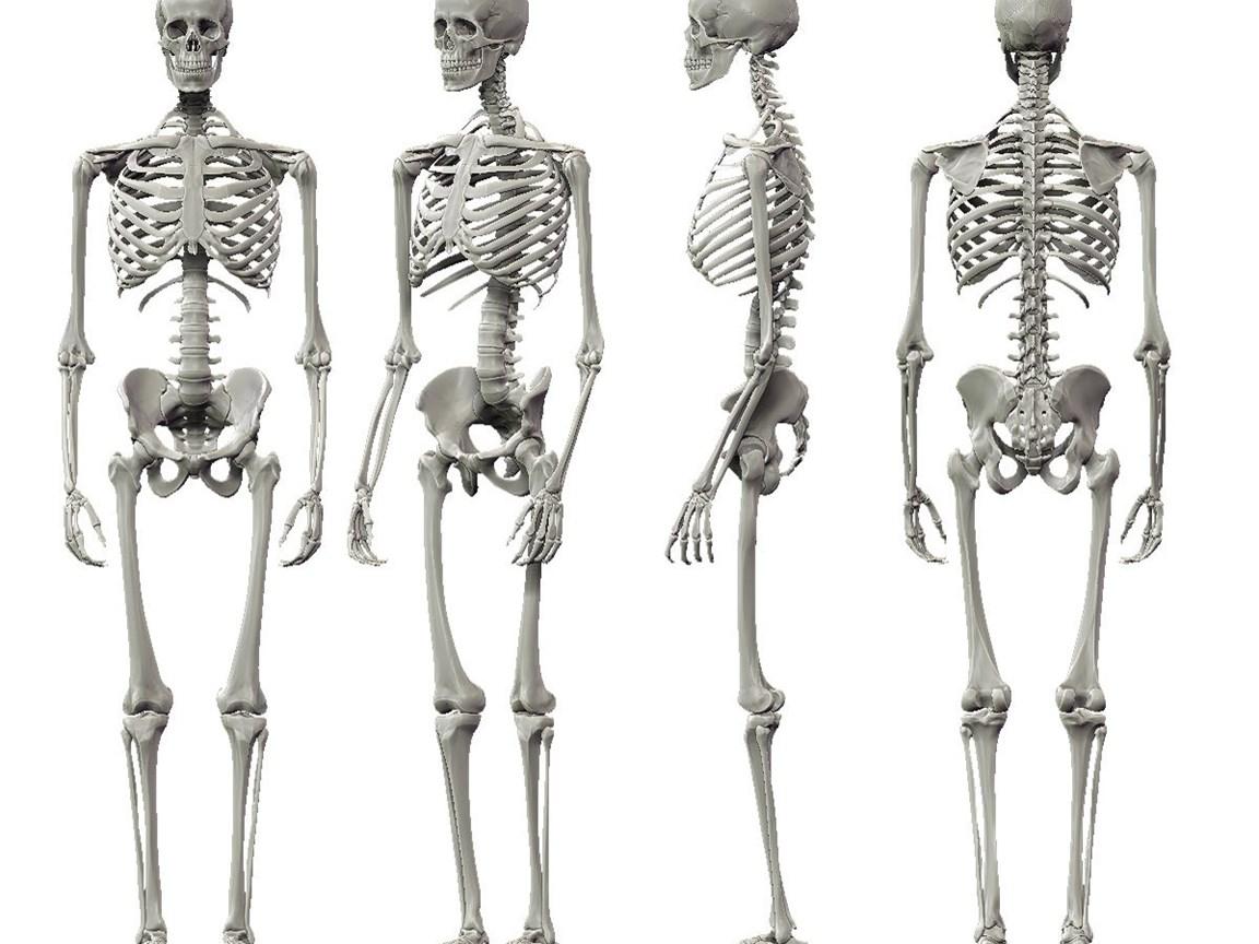 Skeleton Anatomy Wallpapers - Top Free Skeleton Anatomy Backgrounds ...