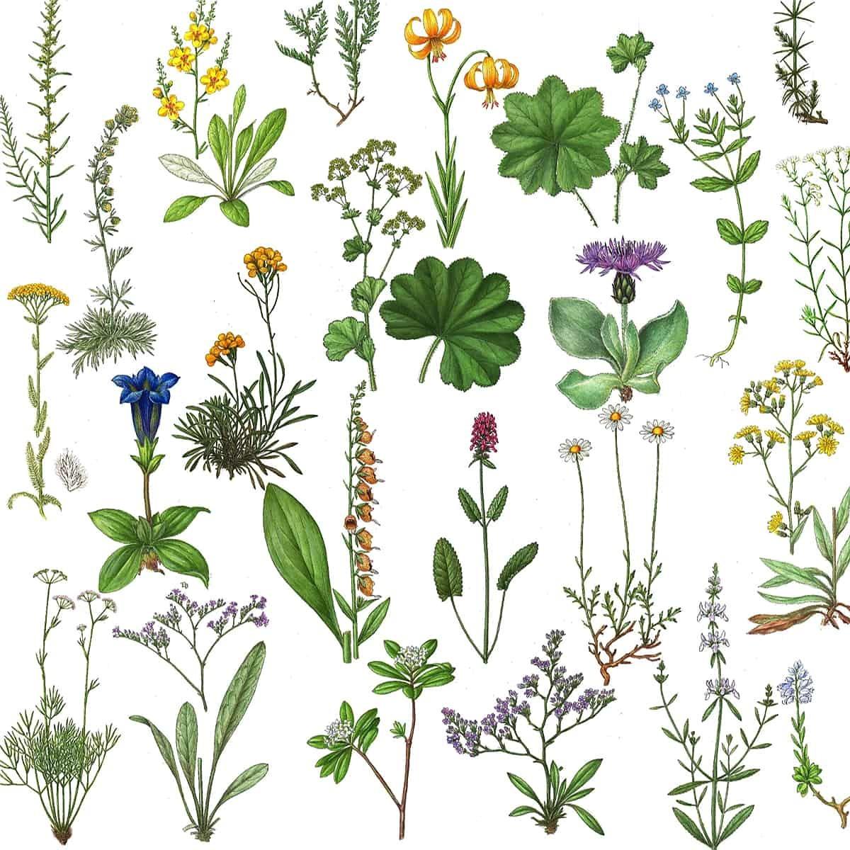 Medicinal Herbs Wallpapers - Top Free Medicinal Herbs Backgrounds ...