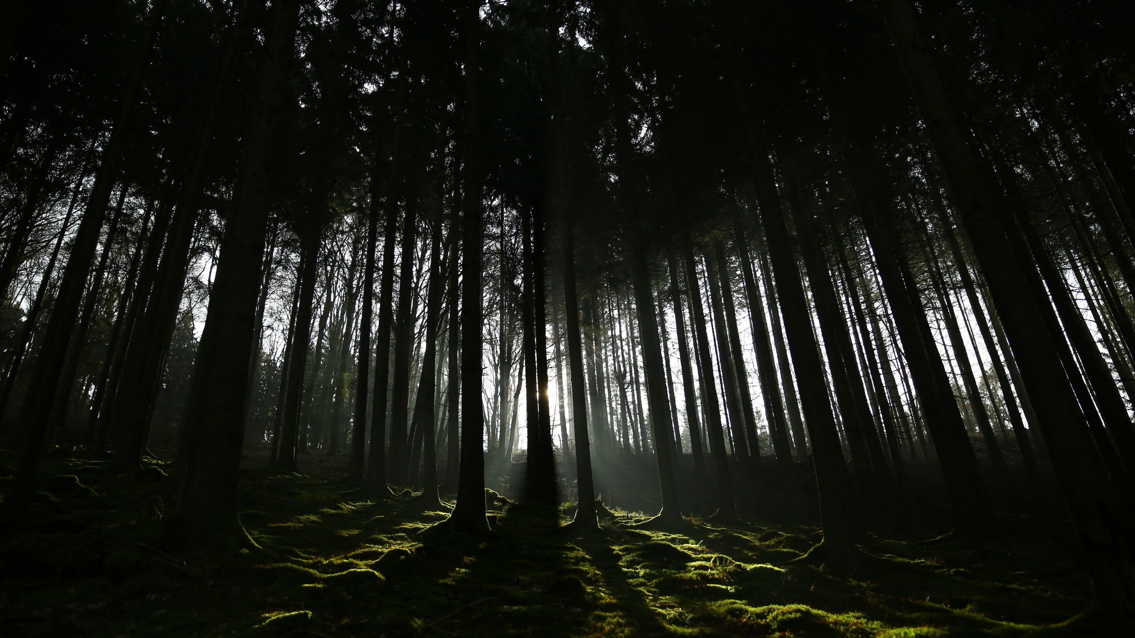 Dark Forest Computer Wallpapers - Top Free Dark Forest Computer ...