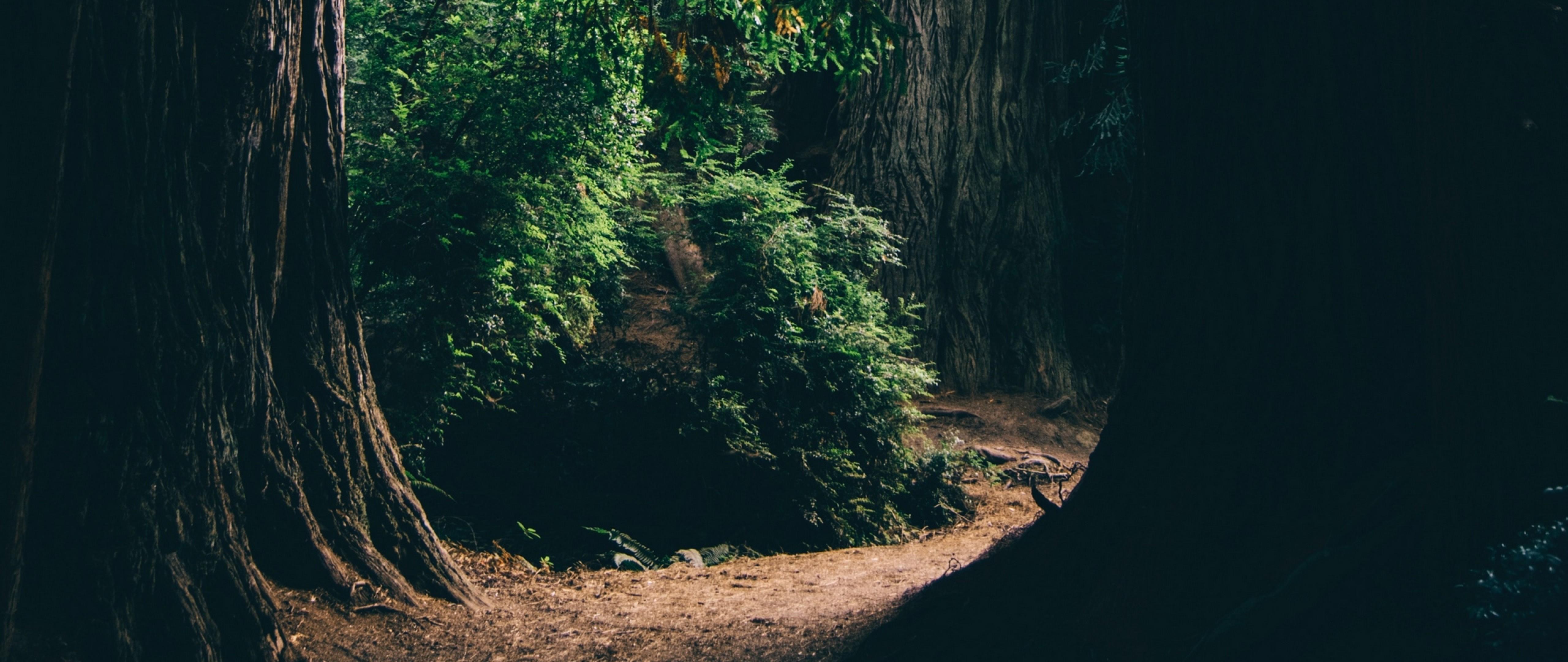 Dark Forest Computer Wallpapers - Top Free Dark Forest Computer ...