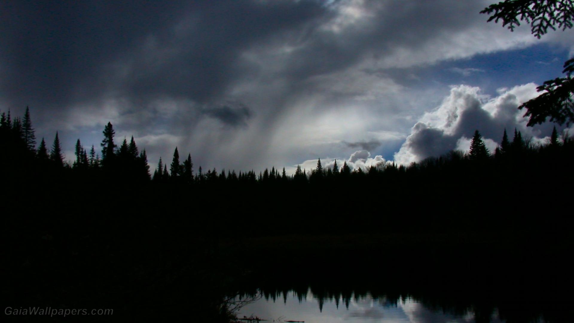 Dark Forest Computer Wallpapers - Top Free Dark Forest Computer ...