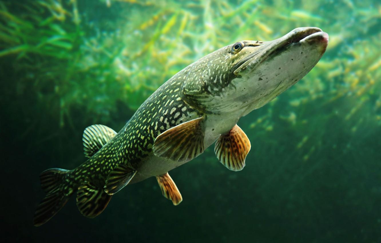 Pike Wallpapers - Top Free Pike Backgrounds - WallpaperAccess