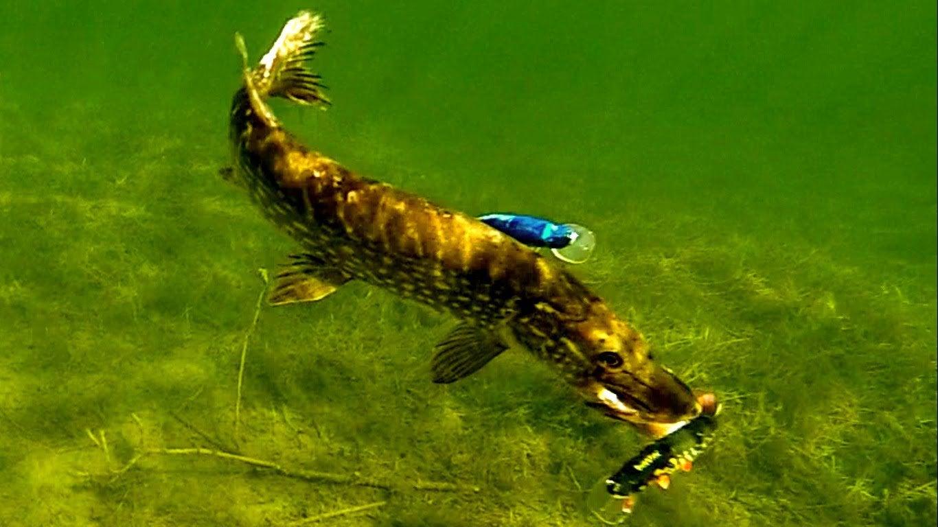 Pike Wallpapers - Top Free Pike Backgrounds - WallpaperAccess