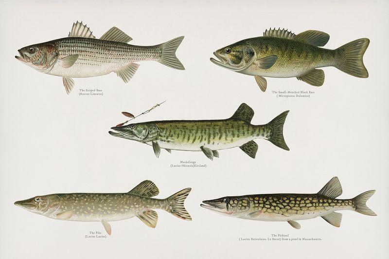 Pike Wallpapers - Top Free Pike Backgrounds - WallpaperAccess