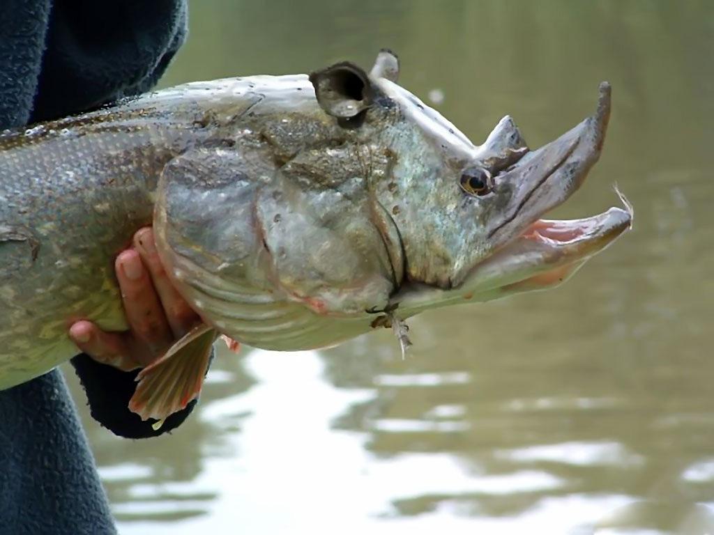 Pike Wallpapers - Top Free Pike Backgrounds - WallpaperAccess