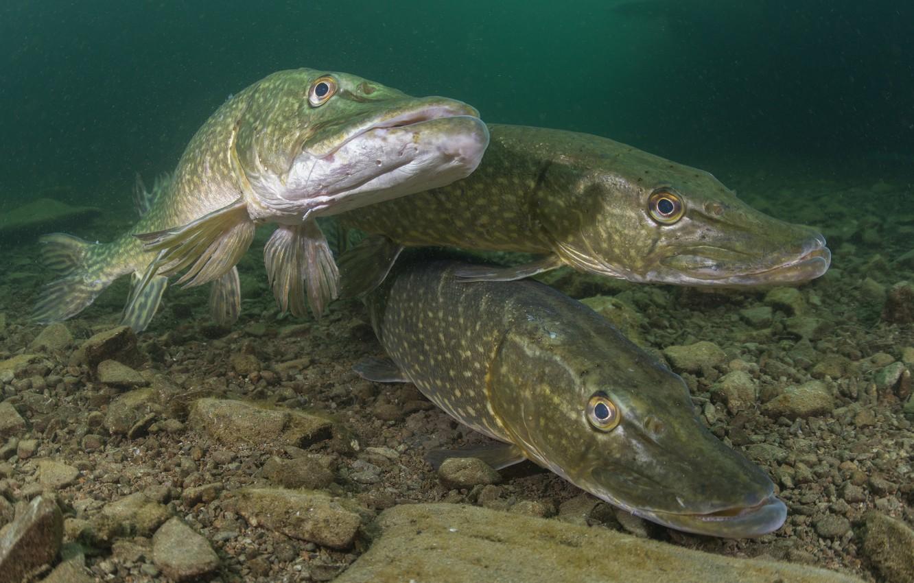 Pike Wallpapers - Top Free Pike Backgrounds - WallpaperAccess