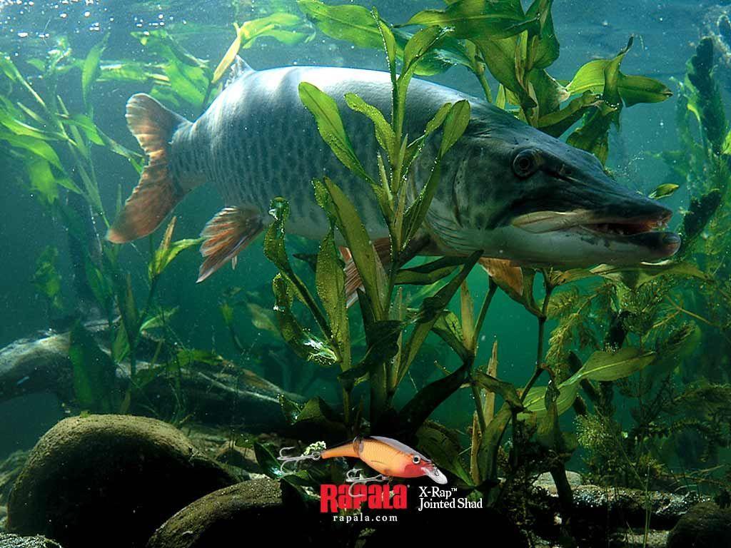 Pike Wallpapers - Top Free Pike Backgrounds - WallpaperAccess