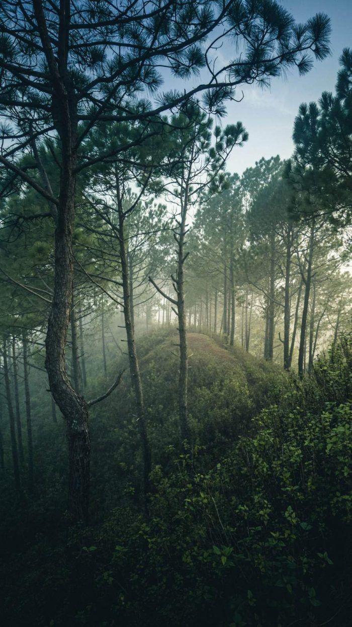 Vertical Forest Wallpapers - Top Free Vertical Forest Backgrounds ...