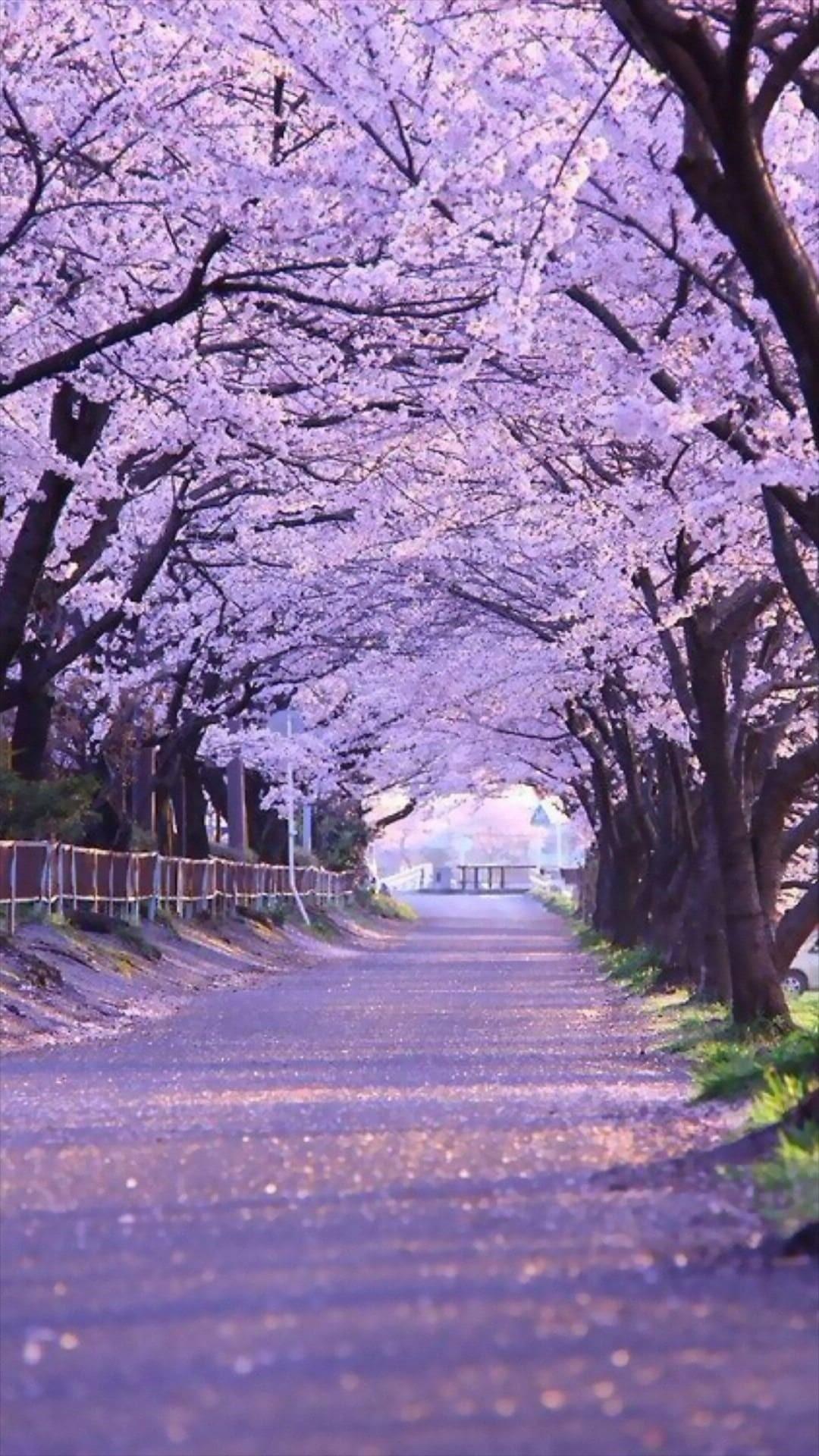 Japan Android Wallpapers - Top Free Japan Android Backgrounds ...