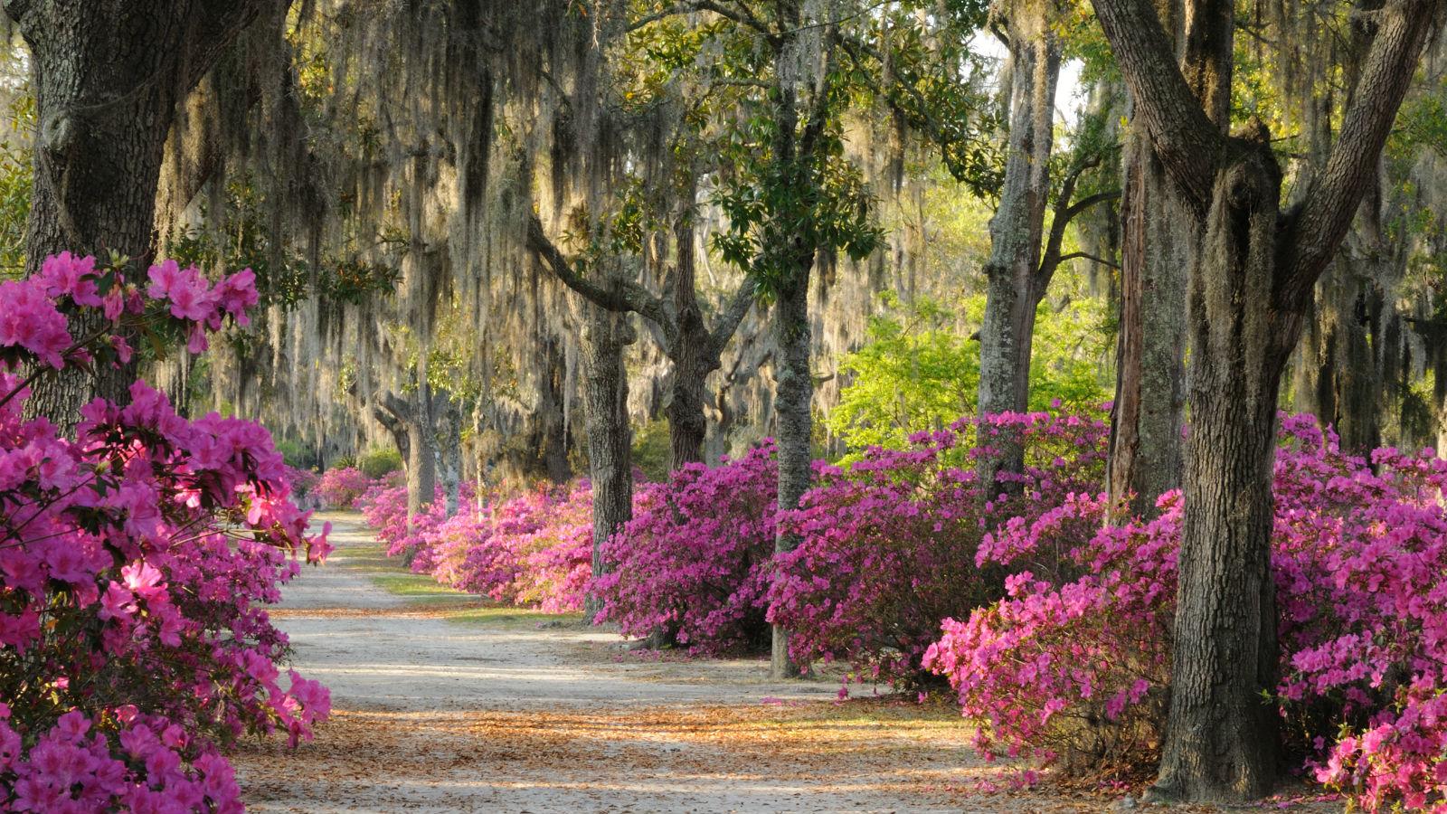 Savannah Georgia Wallpapers - Top Free Savannah Georgia Backgrounds ...