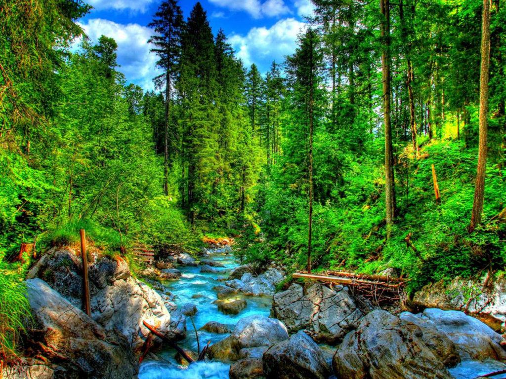Forest Creek Wallpapers - Top Free Forest Creek Backgrounds ...