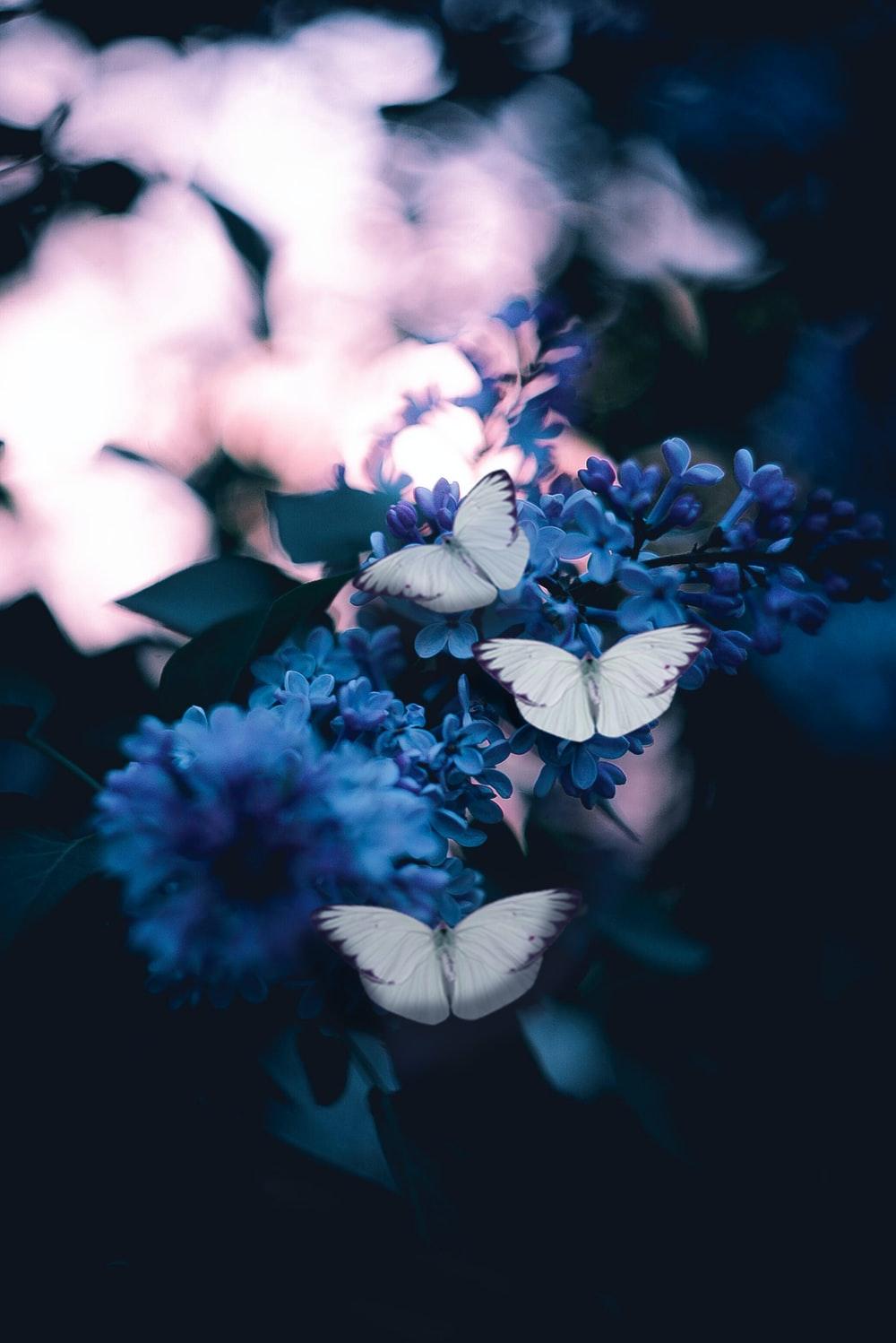 Dark Blue Butterfly Wallpapers - Top Free Dark Blue Butterfly ...