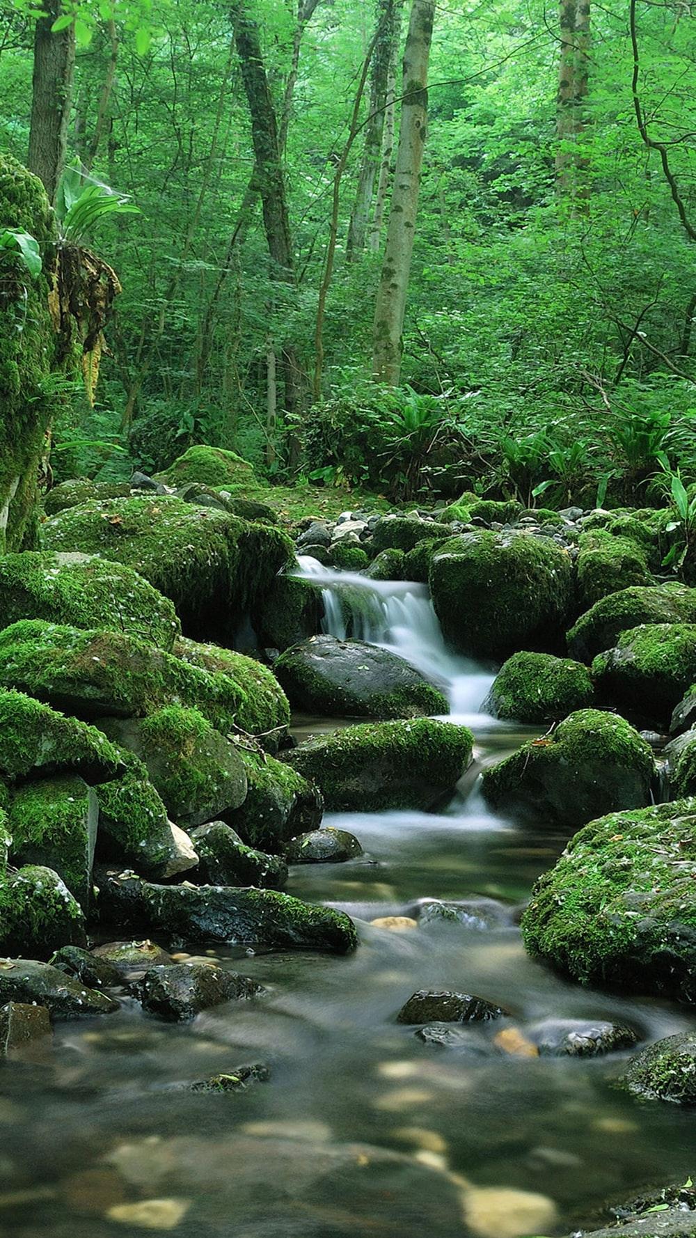 Forest Creek Wallpapers - Top Free Forest Creek Backgrounds ...