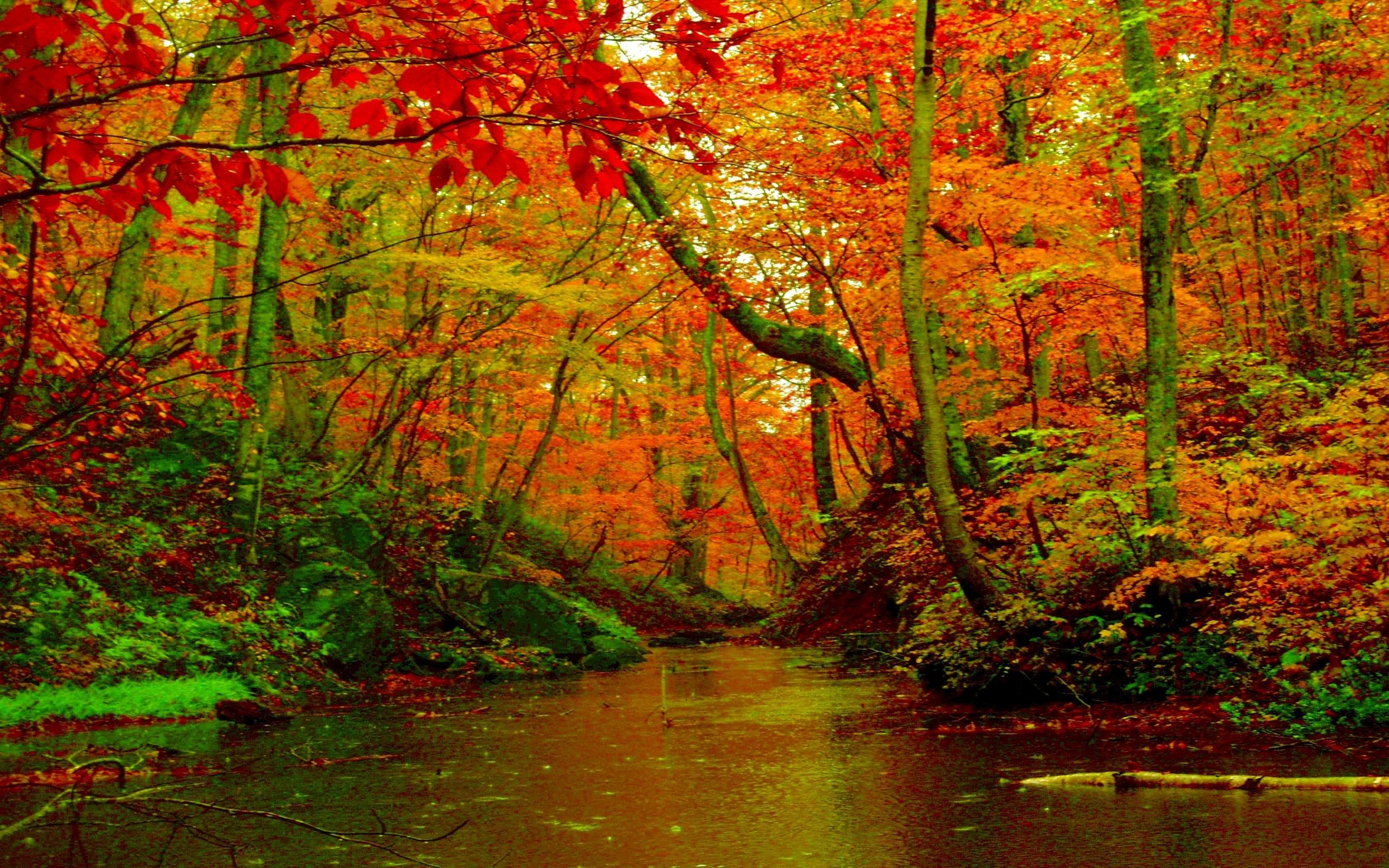 Forest Creek Wallpapers - Top Free Forest Creek Backgrounds ...