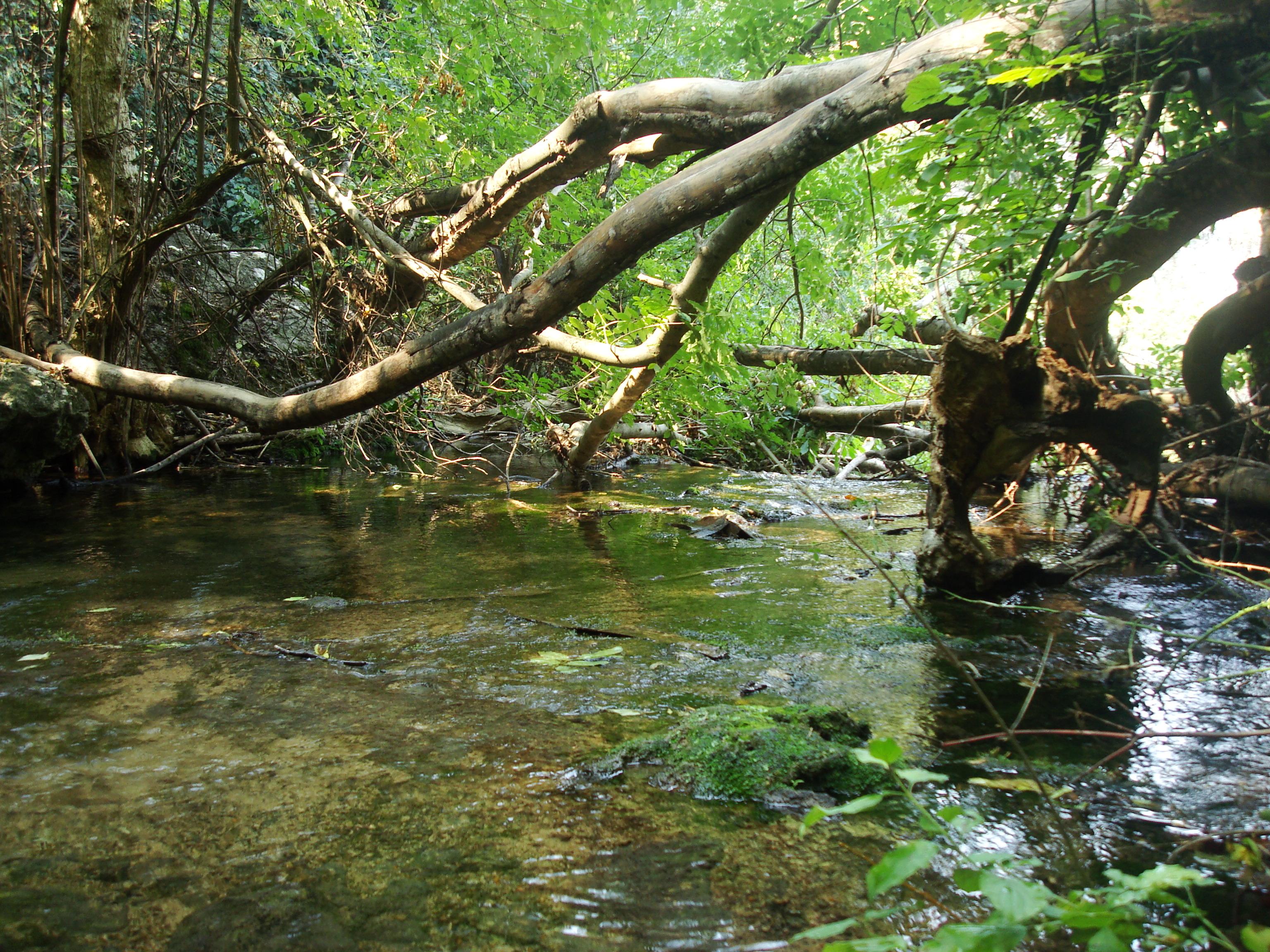 Forest Creek Wallpapers - Top Free Forest Creek Backgrounds ...