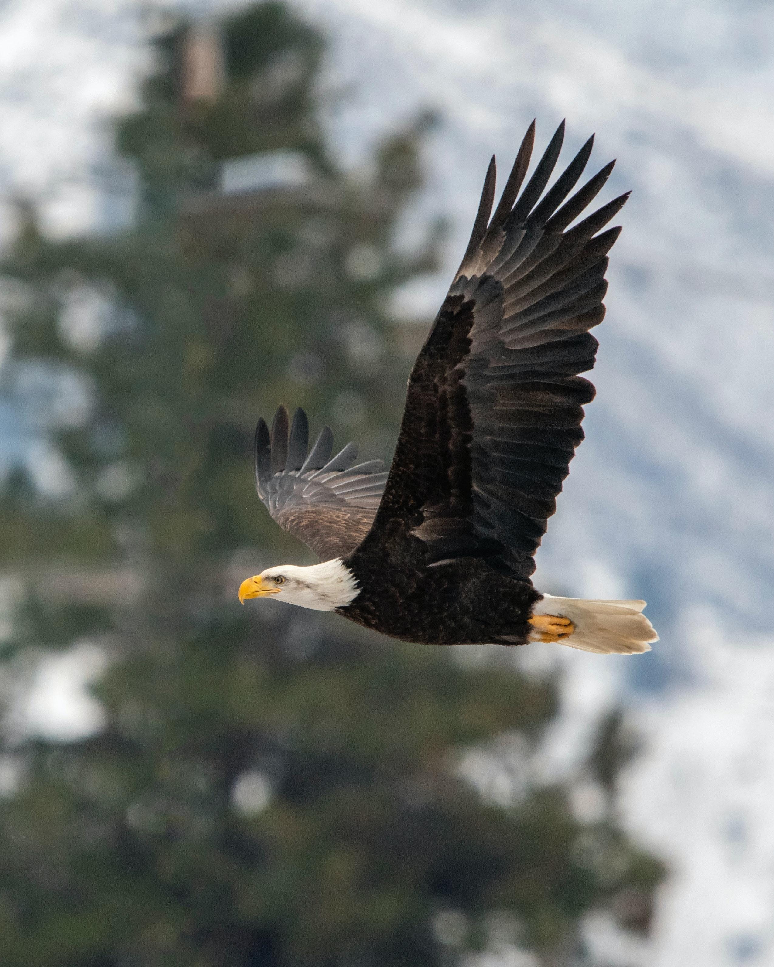 Bald Eagle Flying Wallpapers - Top Free Bald Eagle Flying Backgrounds - WallpaperAccess