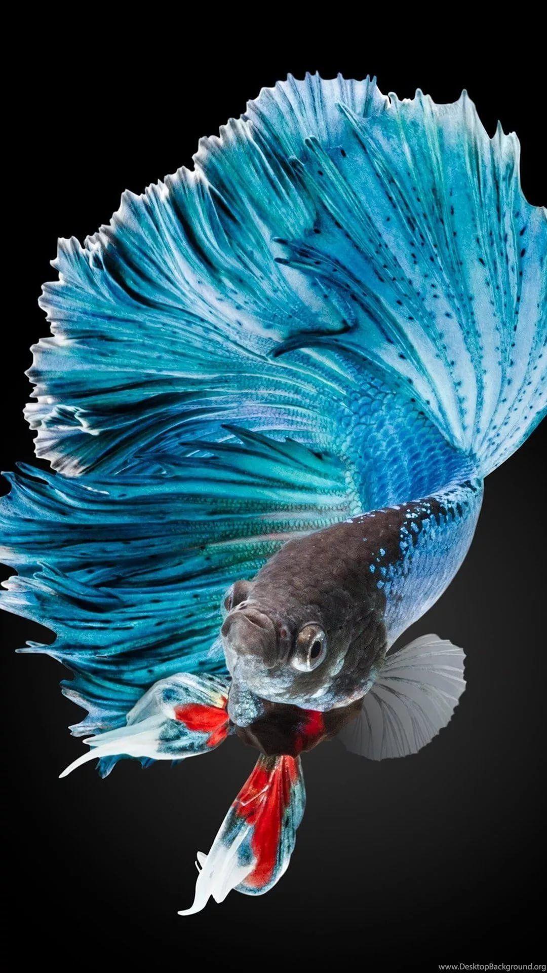 iPhone 6 Fish Wallpapers - Top Free iPhone 6 Fish Backgrounds ...