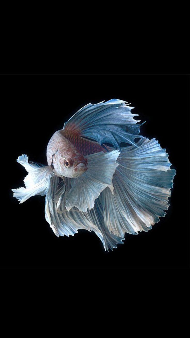 Betta Fish iPhone Wallpapers - Top Free Betta Fish iPhone Backgrounds ...