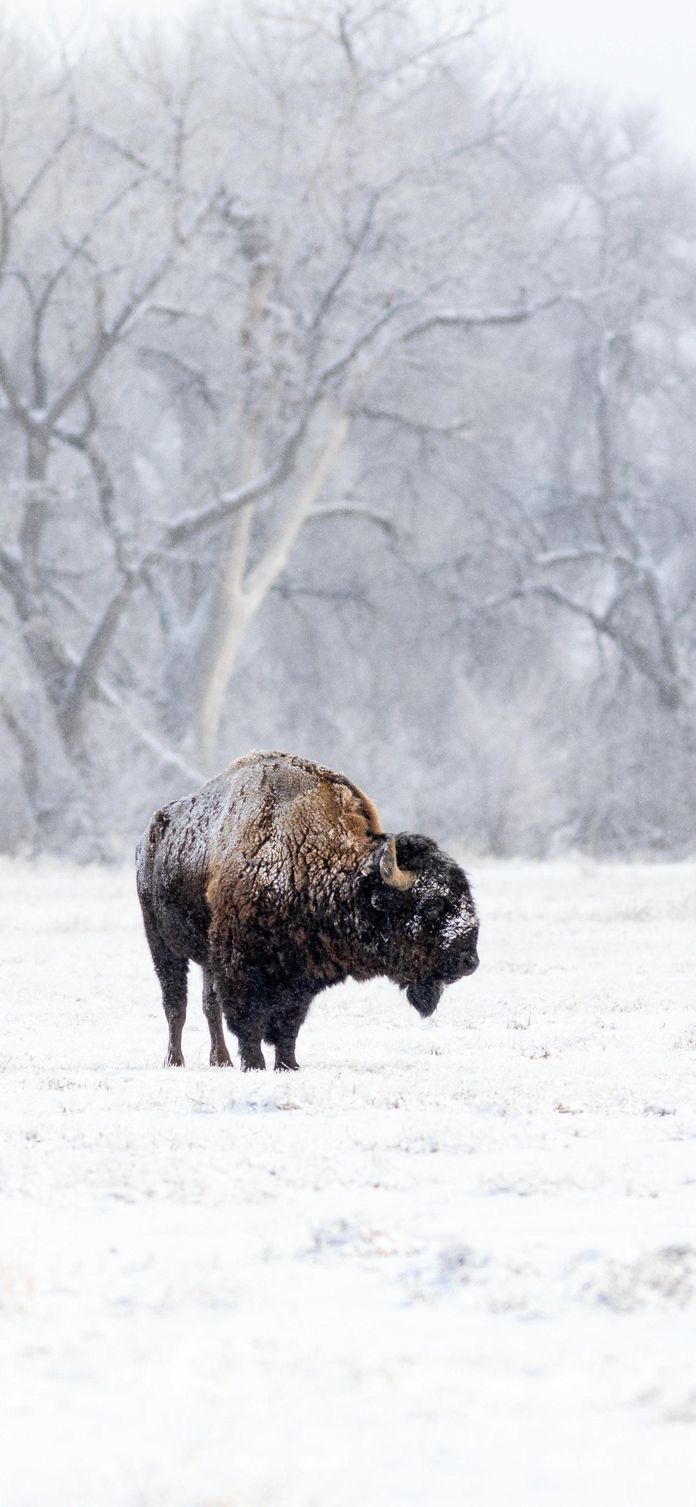 Winter Bison Wallpapers - Top Free Winter Bison Backgrounds ...
