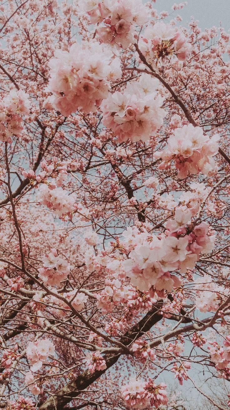 NYC Spring Wallpapers - Top Free NYC Spring Backgrounds - WallpaperAccess