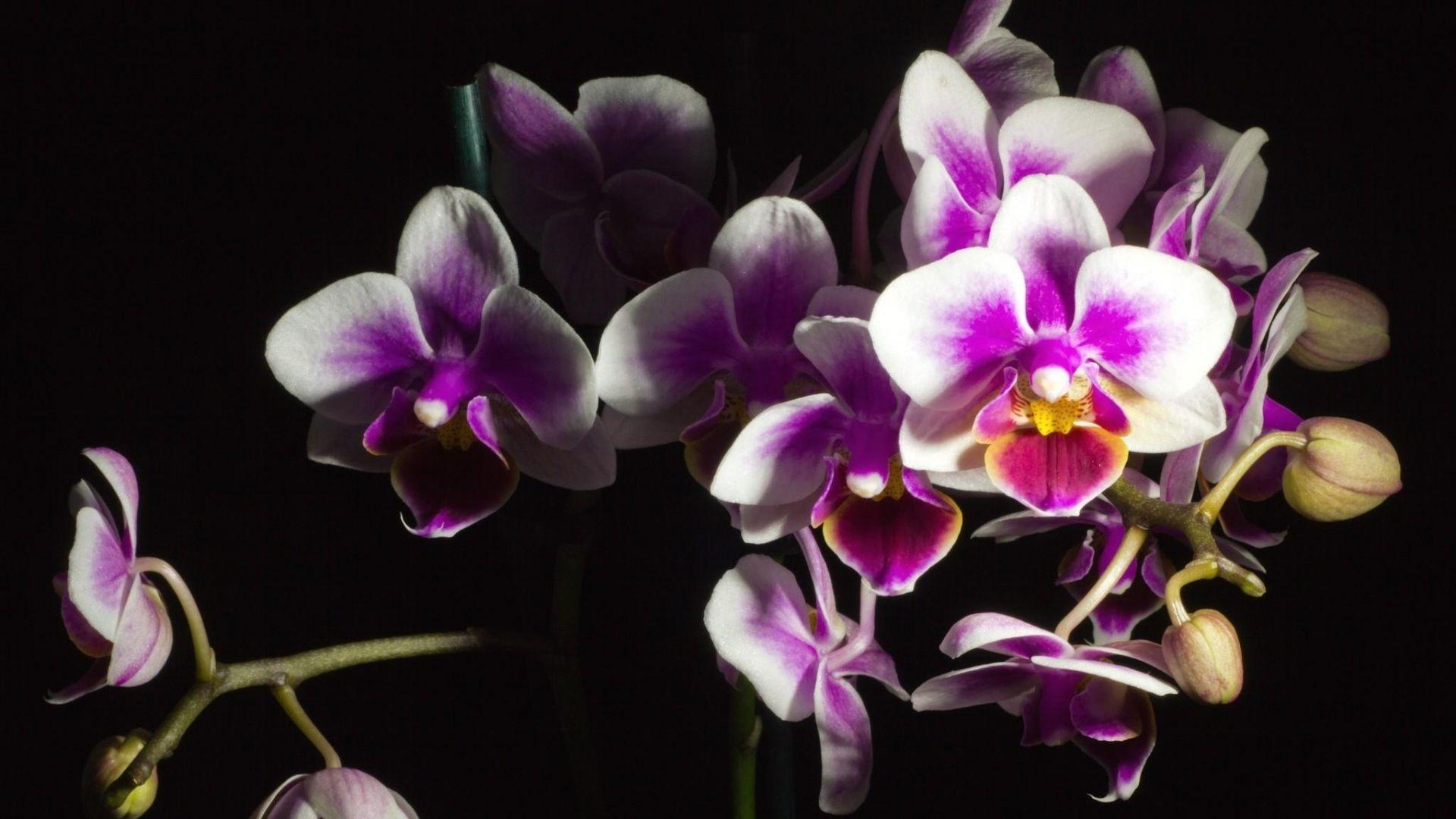 Black And Purple Orchid Wallpapers Top Free Black And Purple Orchid