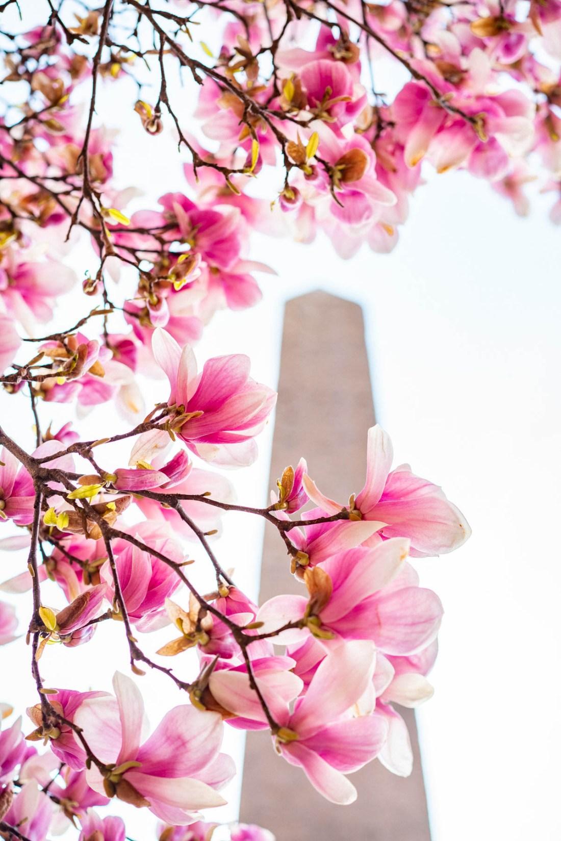 NYC Spring Wallpapers - Top Free NYC Spring Backgrounds - WallpaperAccess