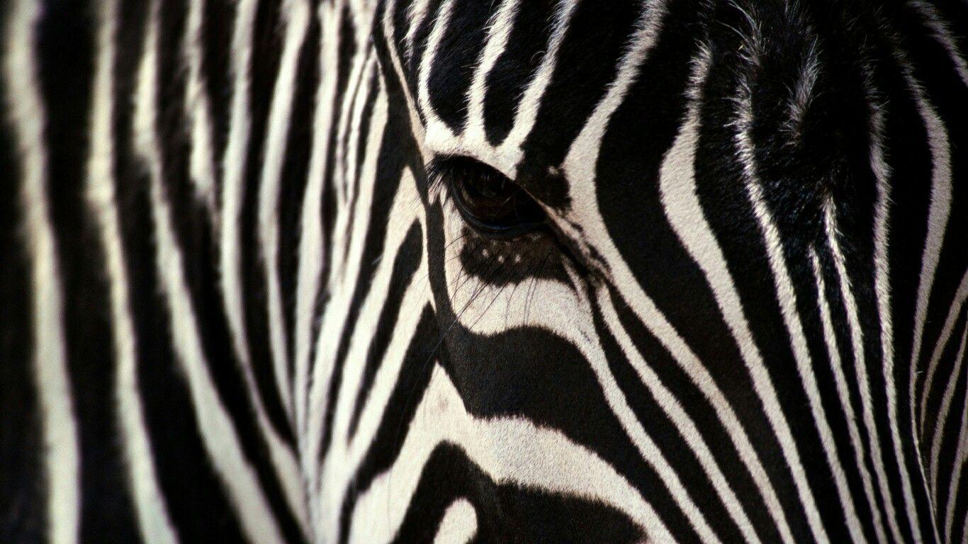 Cool Zebra Wallpapers - Top Free Cool Zebra Backgrounds - WallpaperAccess