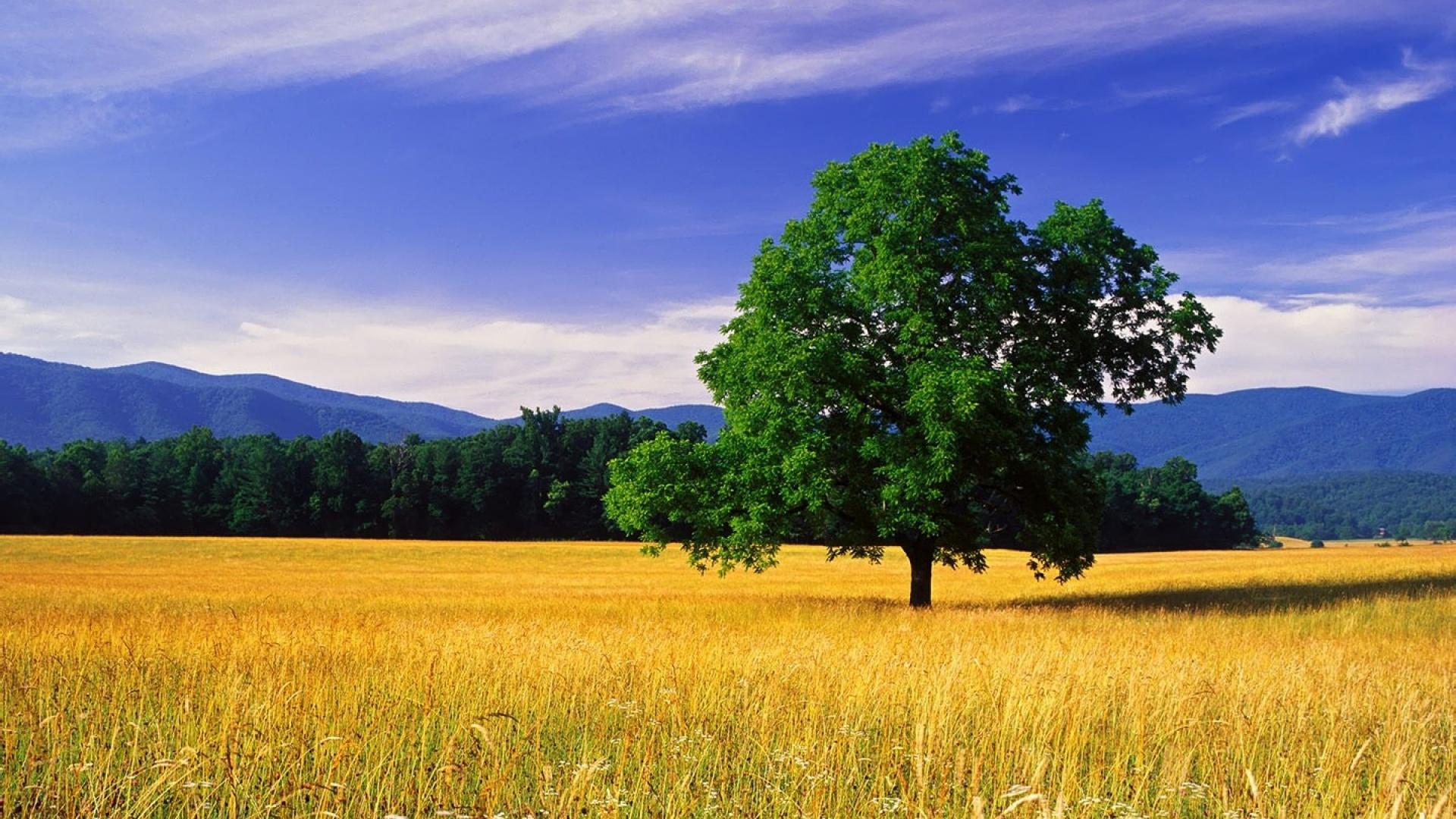 Field Computer Wallpapers - Top Free Field Computer Backgrounds ...