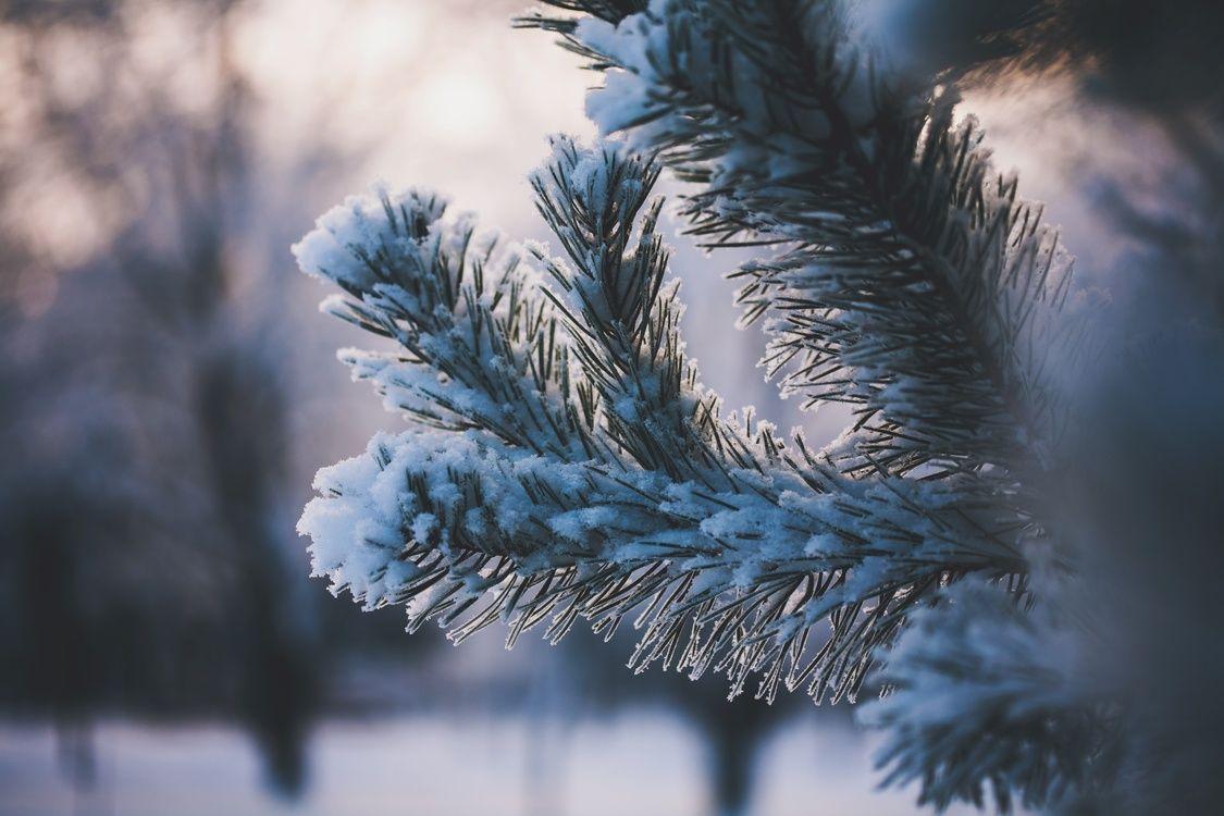 Winter Pine Trees Wallpapers - Top Free Winter Pine Trees Backgrounds ...