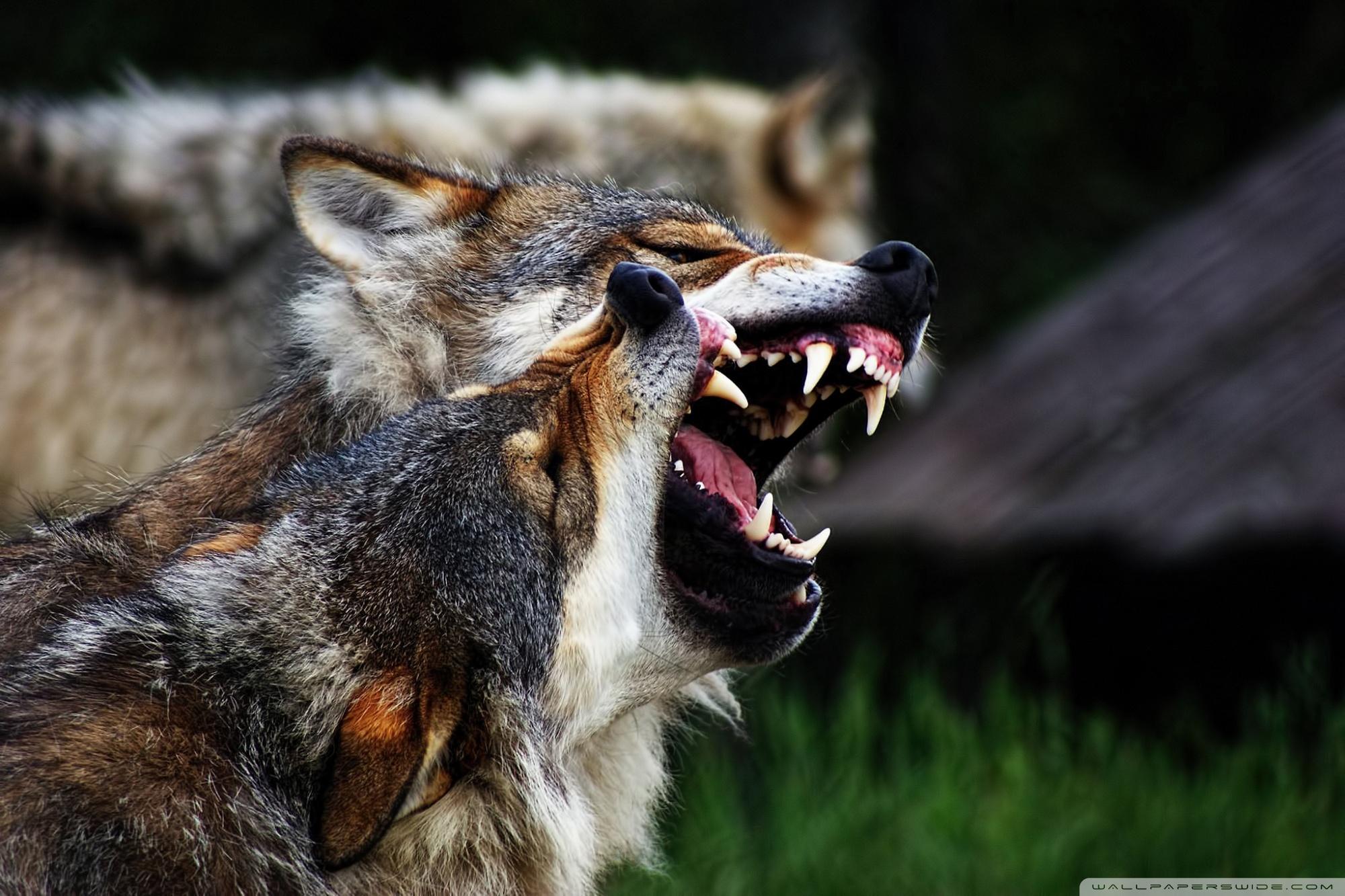 Bitten Wallpapers - Top Free Bitten Backgrounds - WallpaperAccess