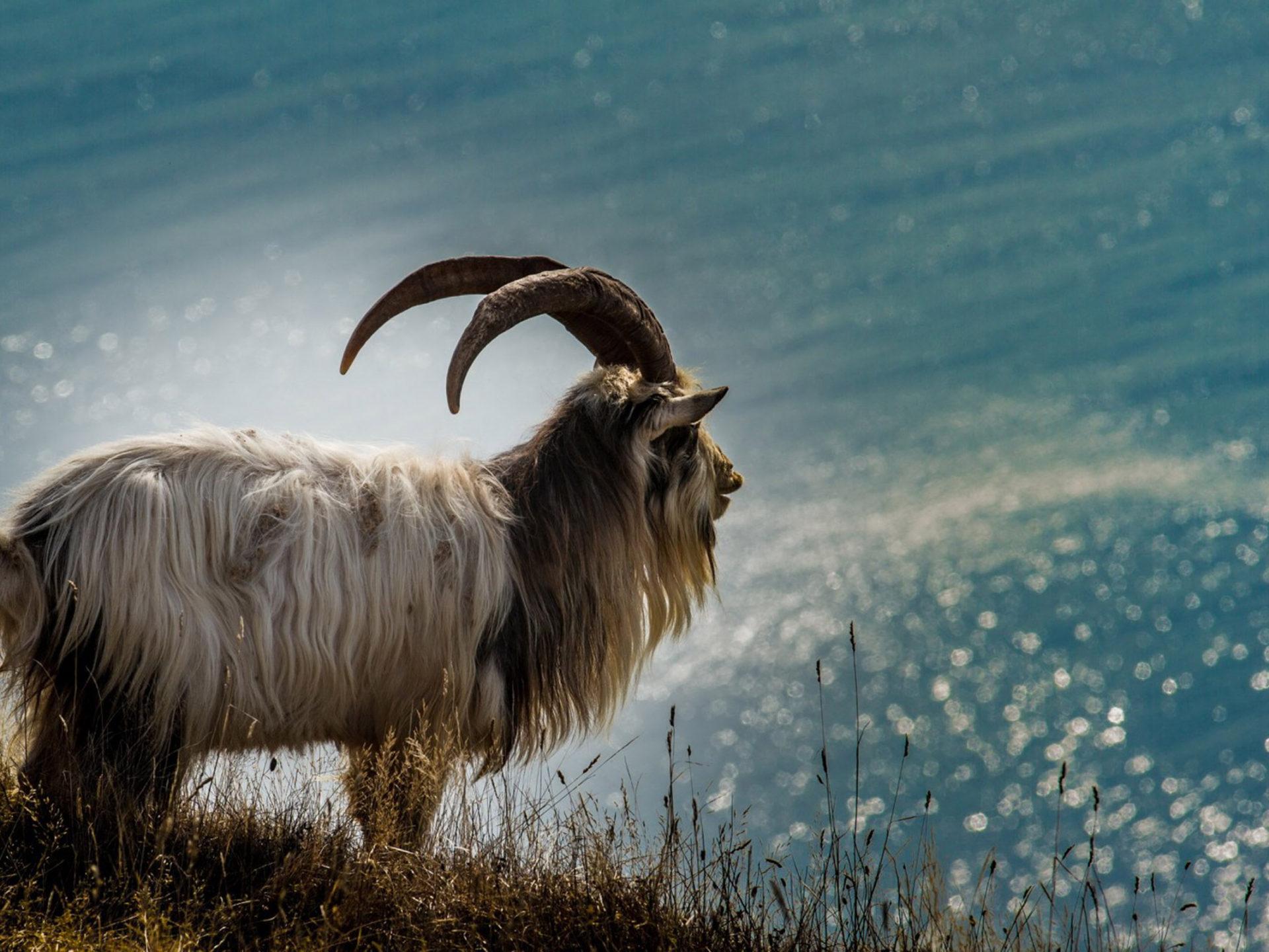 Cool Goat Wallpapers - Top Free Cool Goat Backgrounds - WallpaperAccess